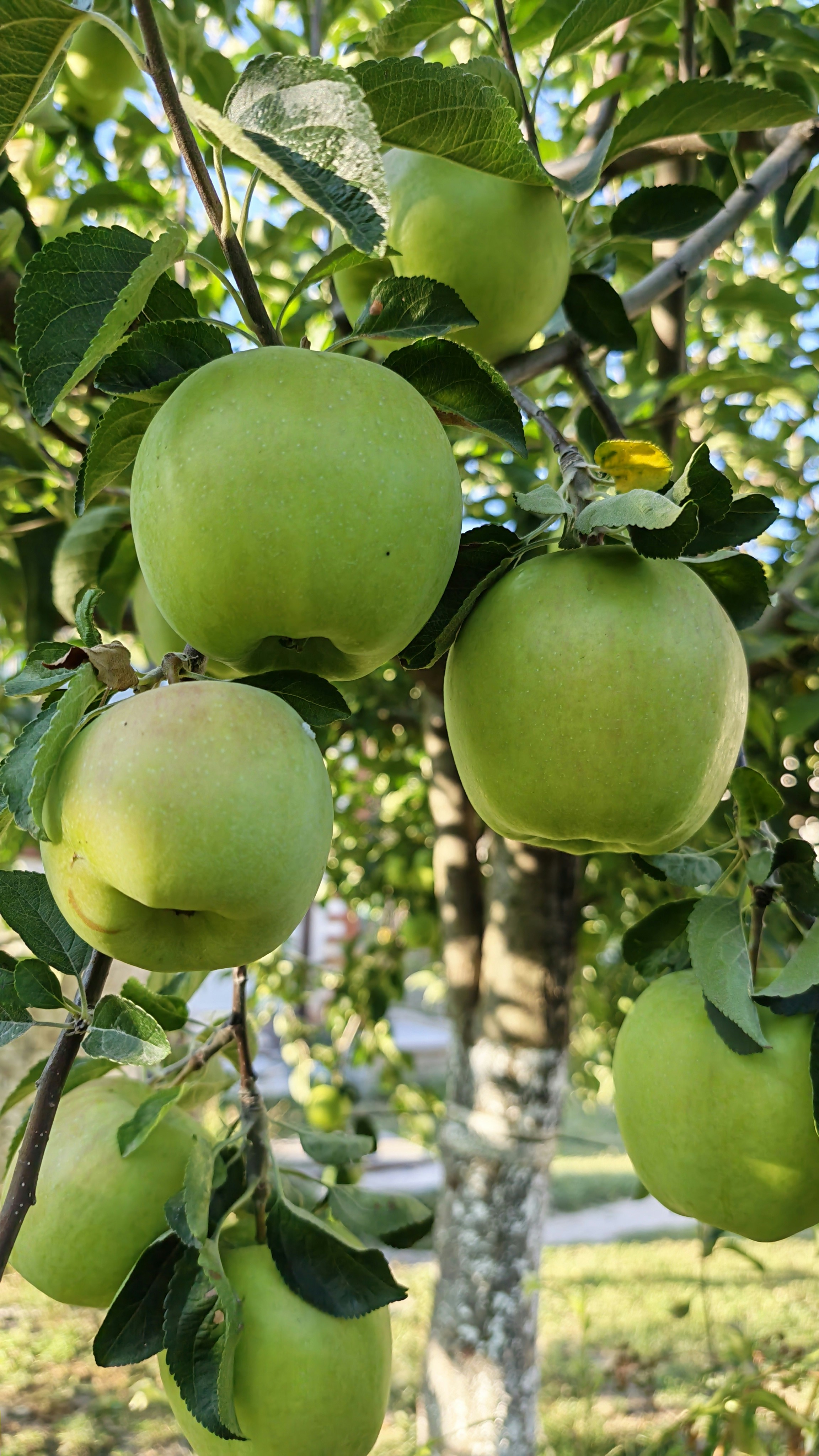 Green Apples in Sunlit Orchard