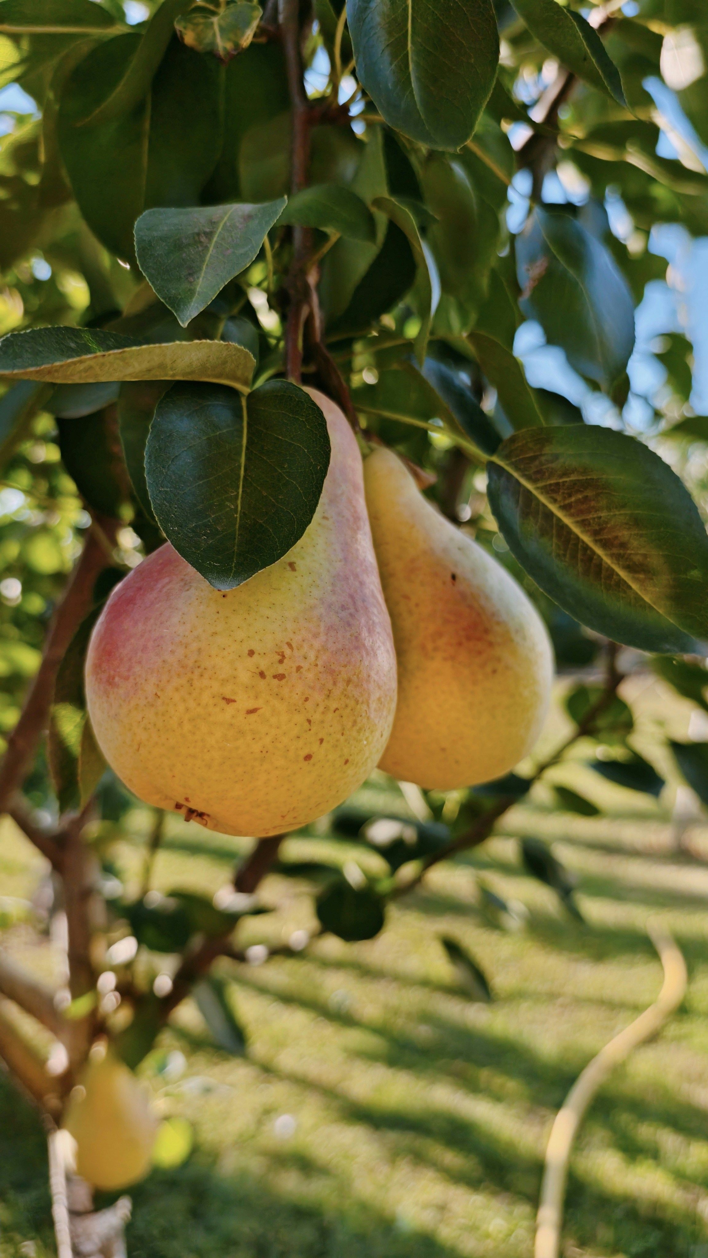 Two ripe pears cling to a sunlit branch