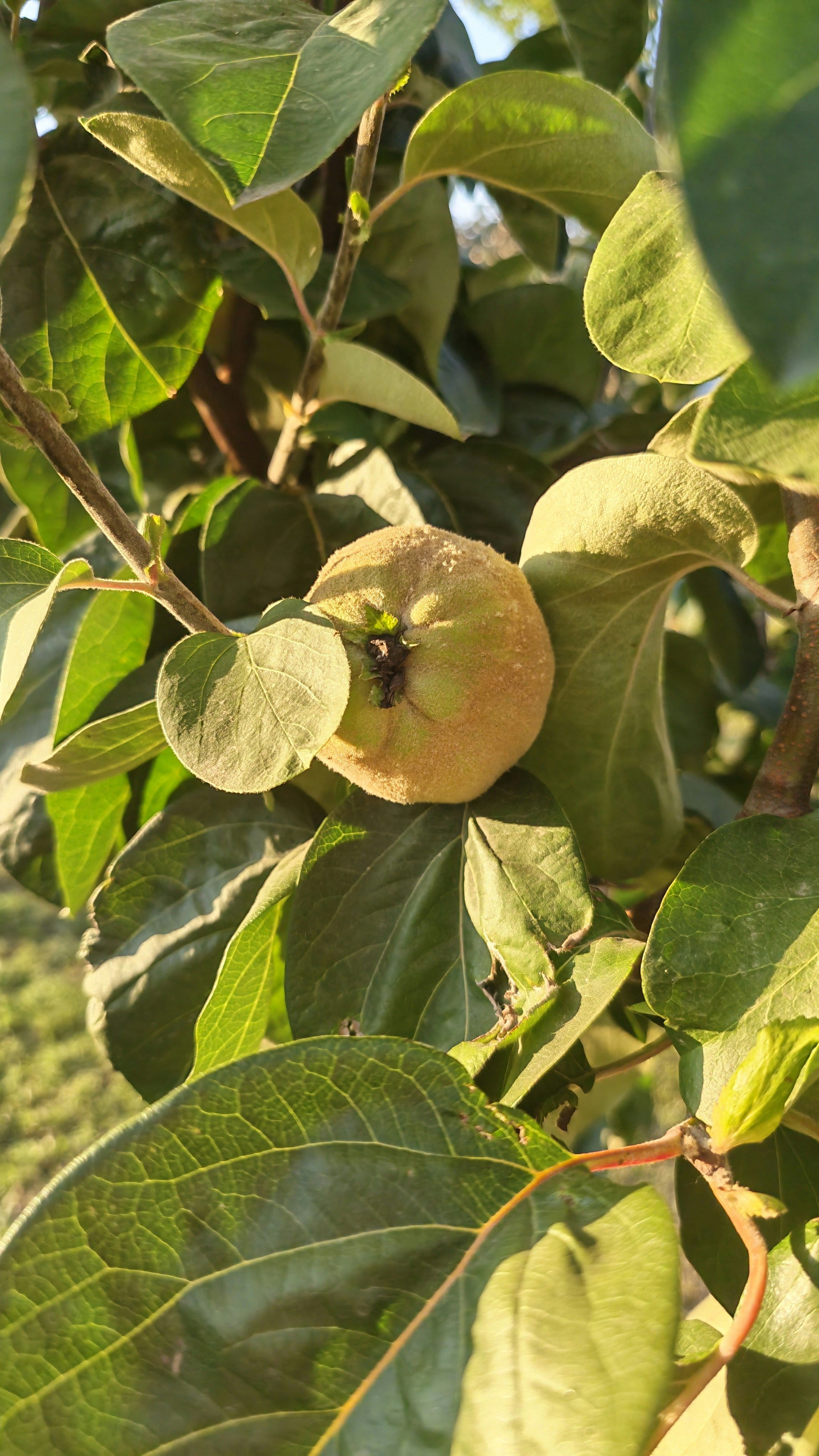 Apple on the Sunlit Branch: A Close Look at Quiet Orchard Details
