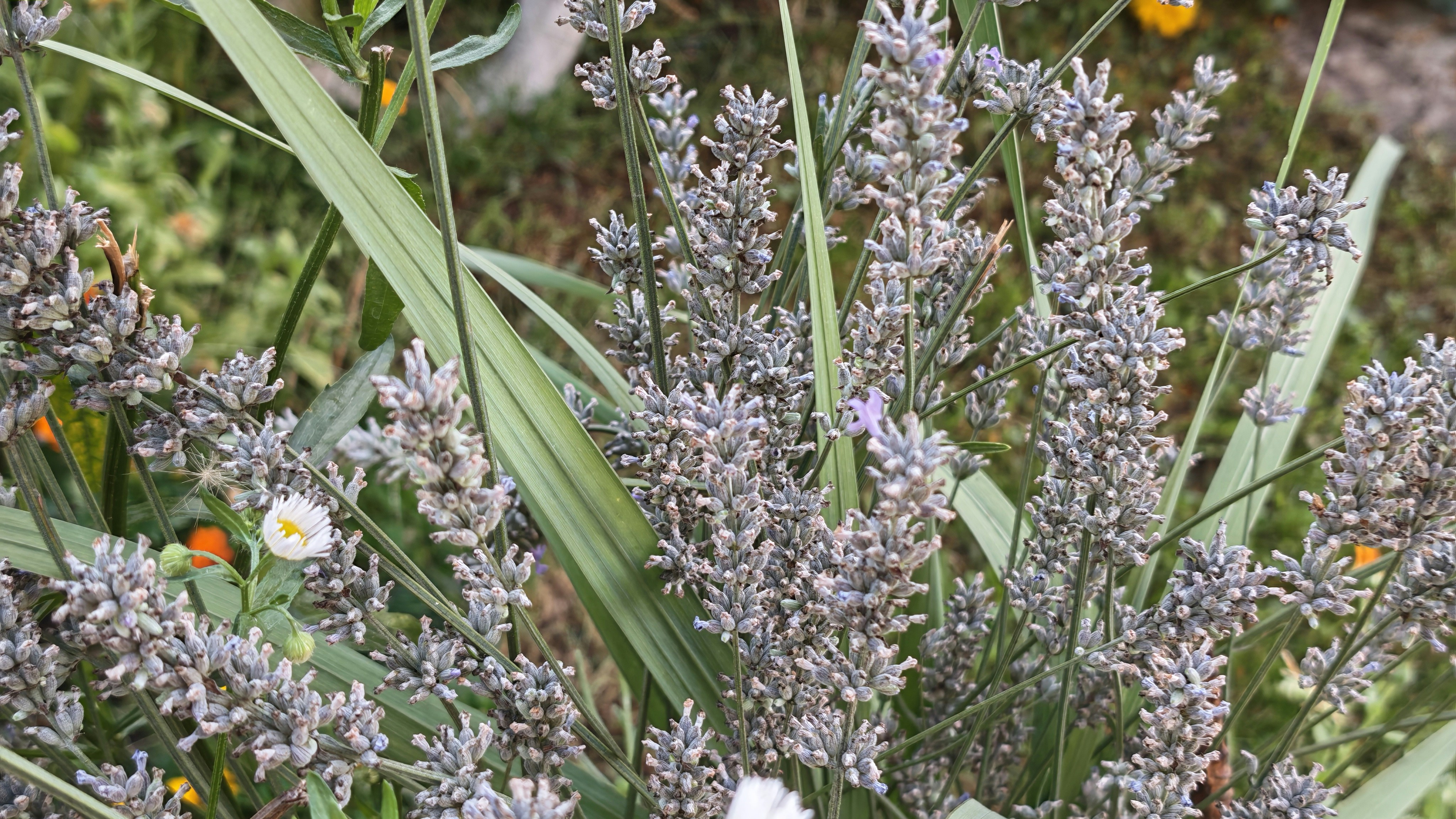 Blooming lavender plants creating a calming natural scene in a summer garden.