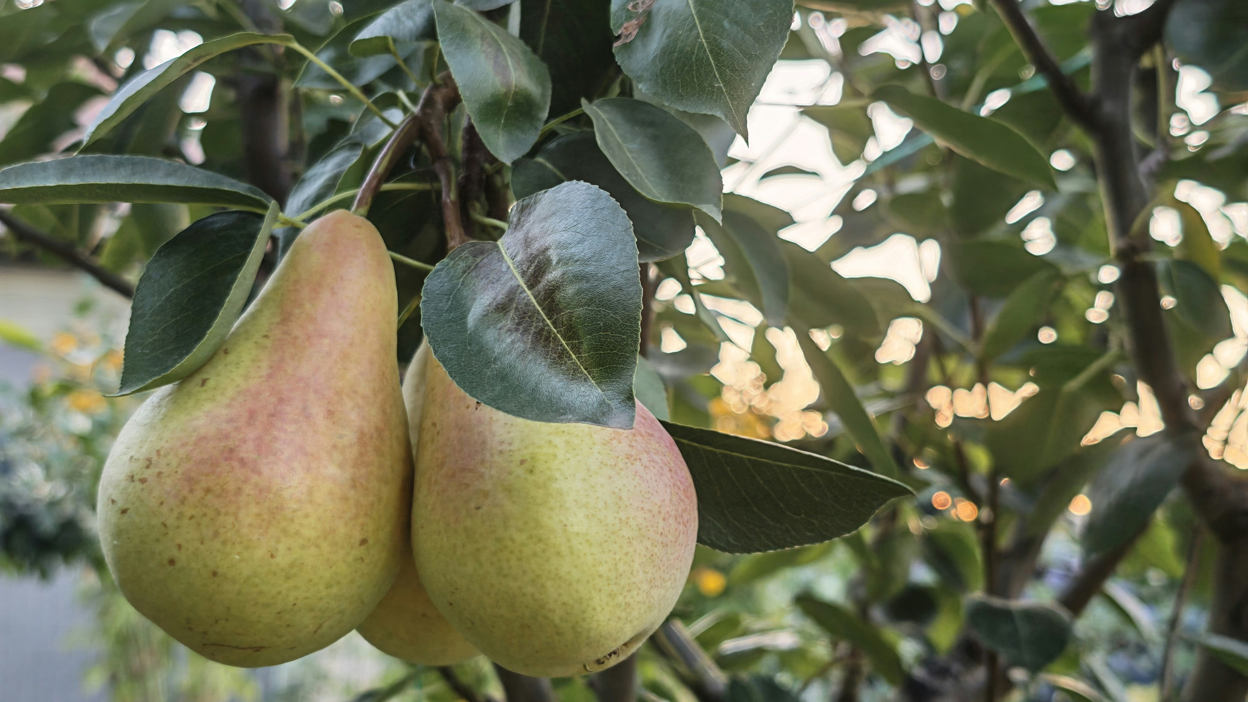 Cluster of ripe pears glowing in warm golden hour light, surrounded by lush green leaves.