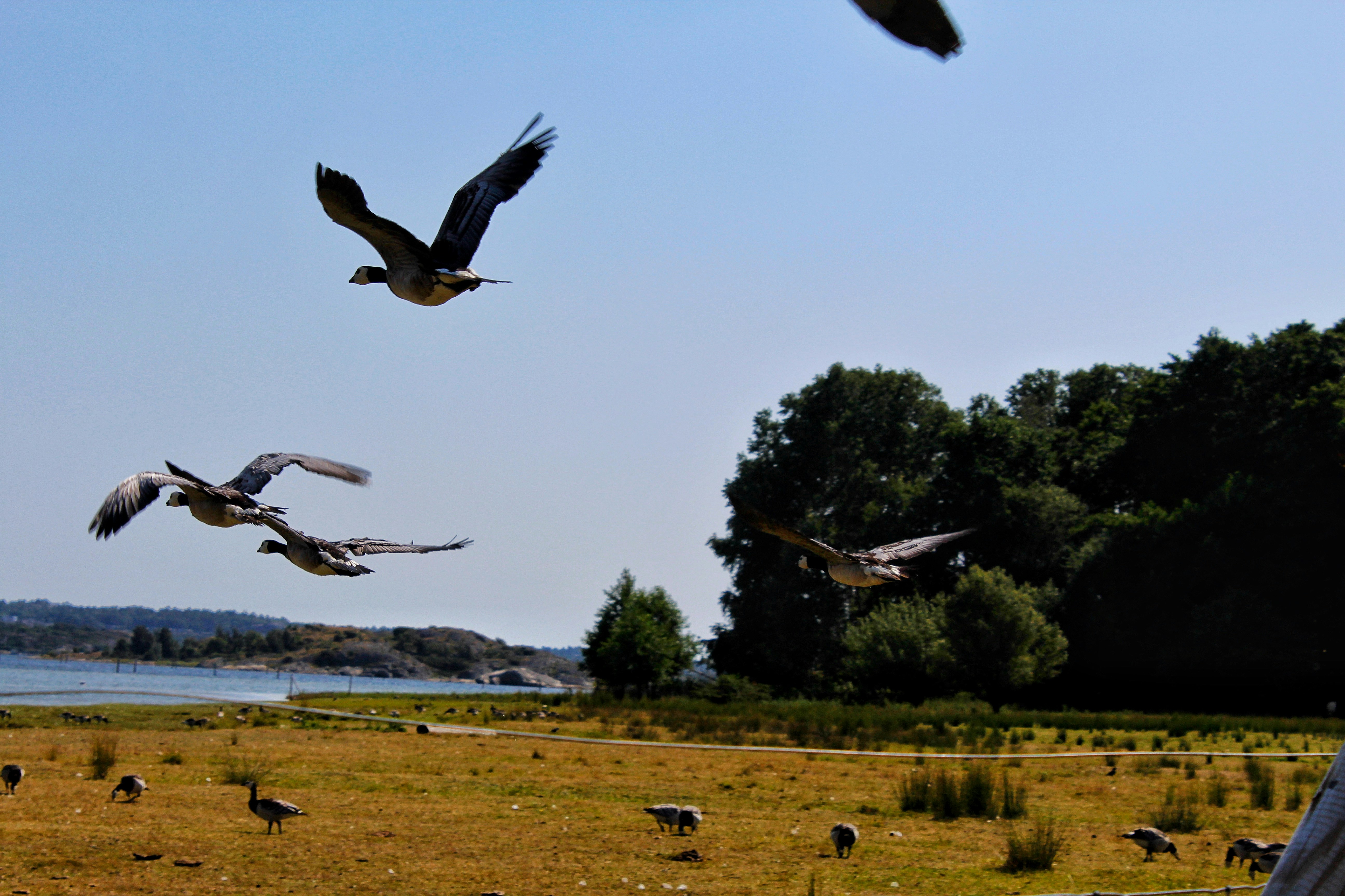Group of birds takes off over a sunlit wetland with grassy foreground and tree line in the background.