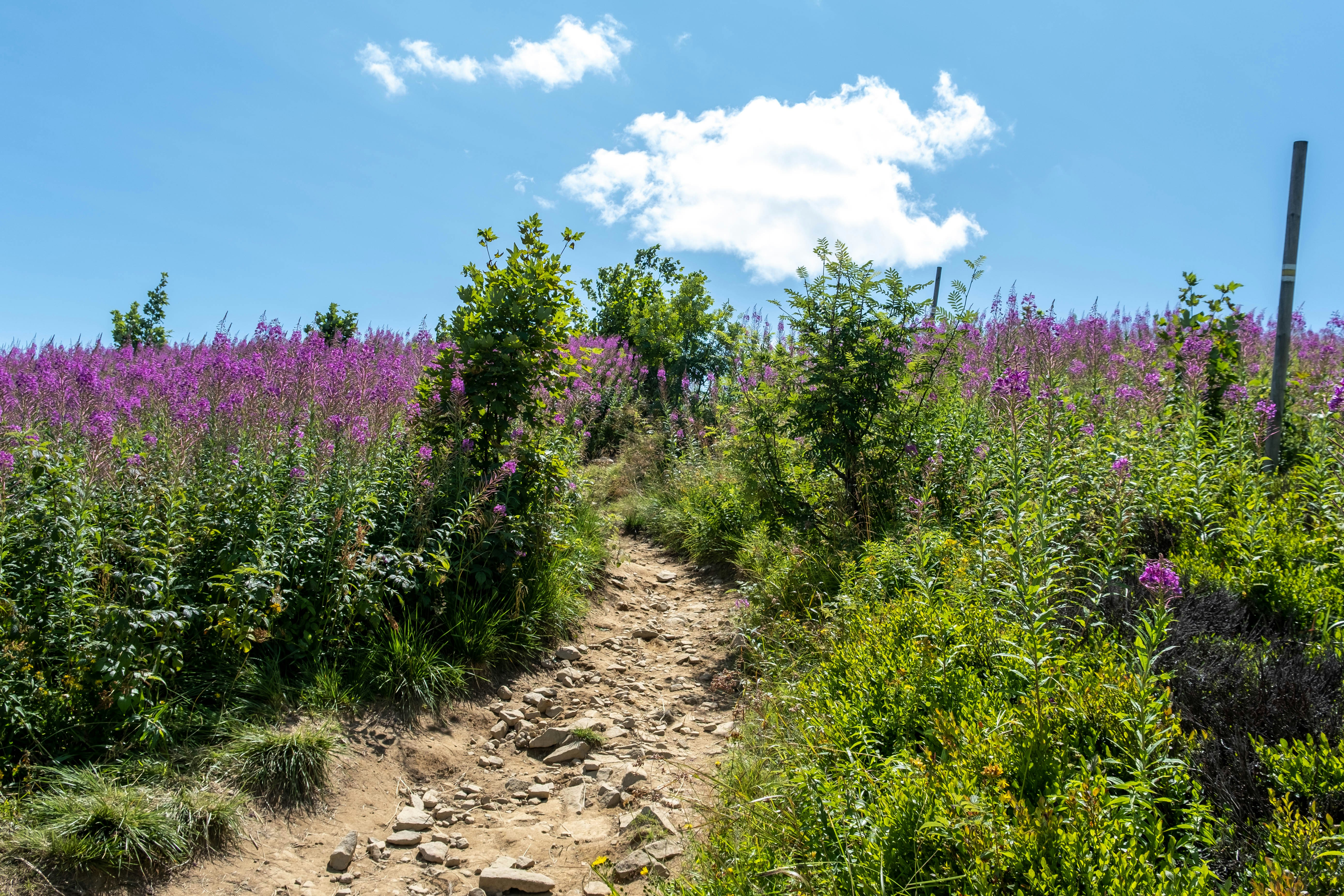 Path Through a Field of Purple Blooms Under a Clear Sky