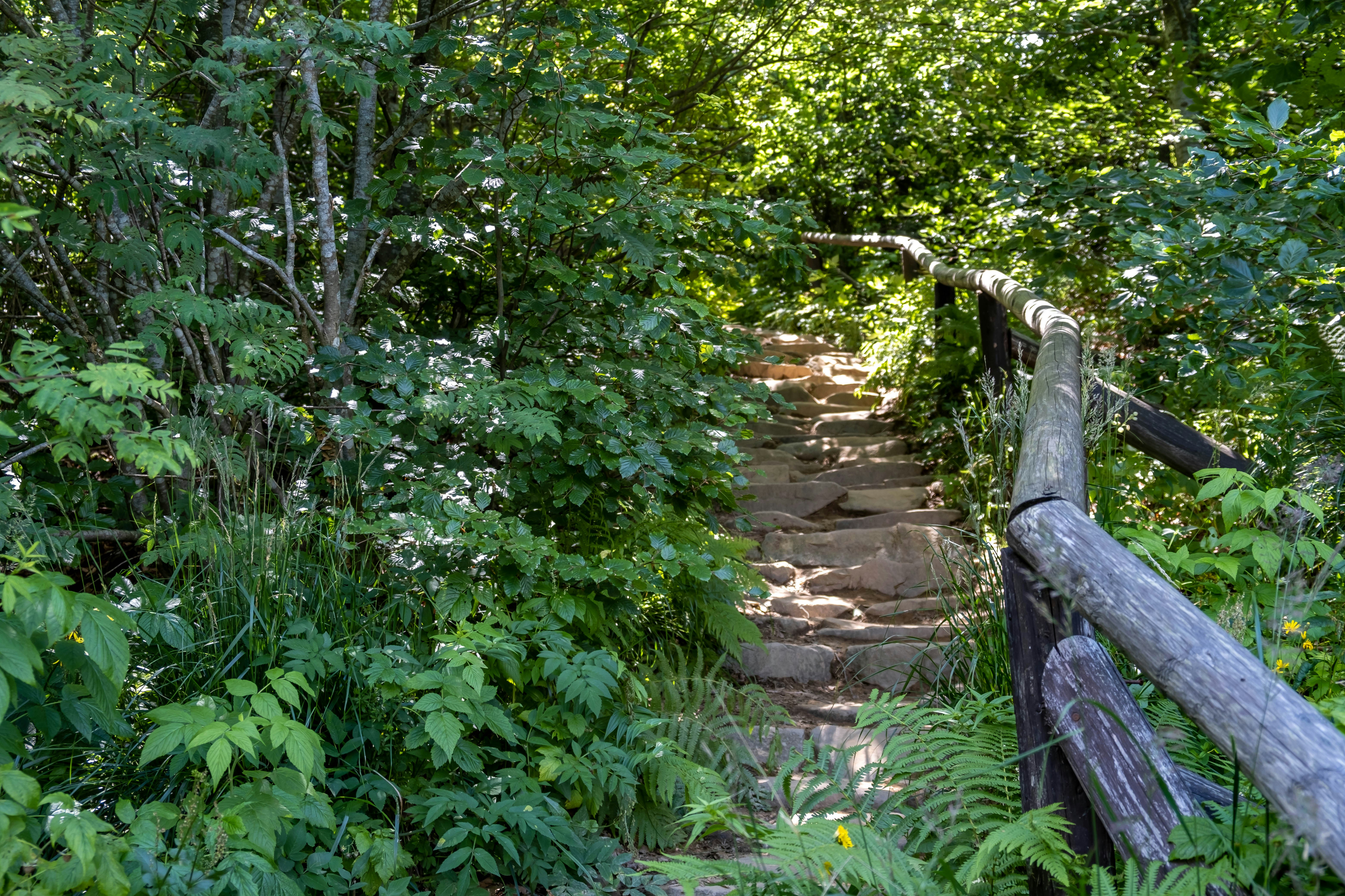 Overgrown Steps: A Quiet Climb Through Woodland Staircase