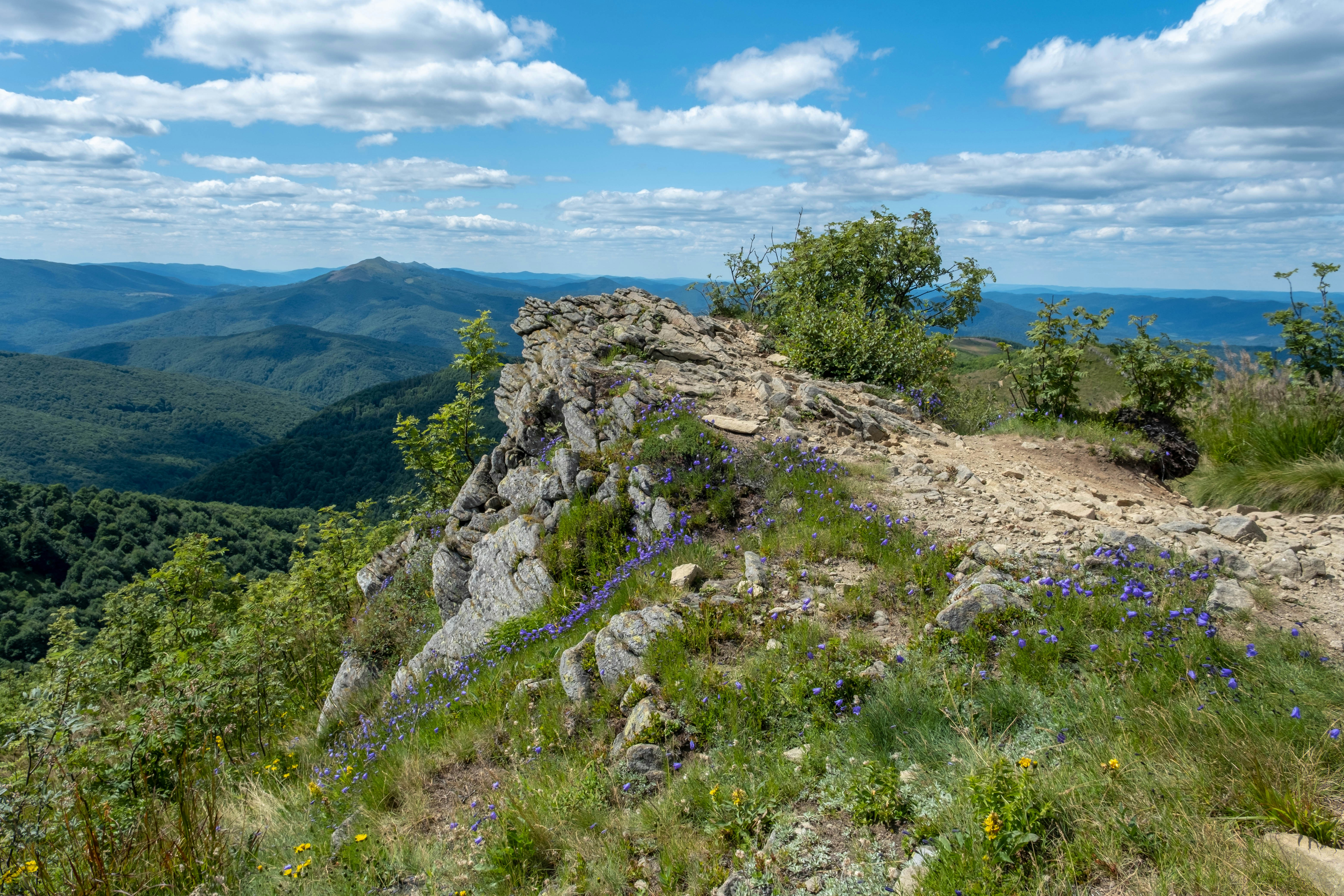 Ridgecrest Overlook: Wildflowers Amid Weathered Rock