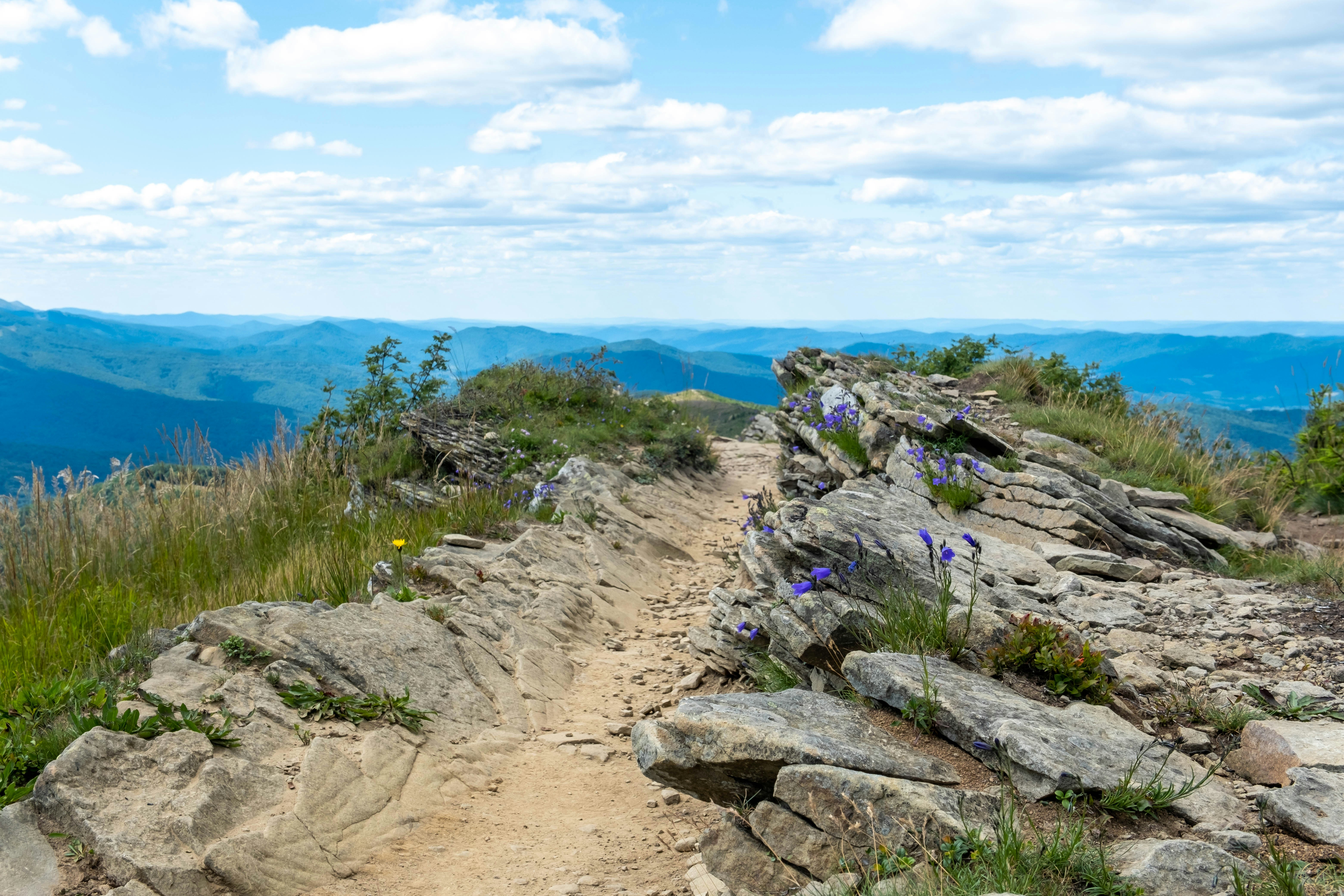 Trail to the Sky: A Rugged Ridge Beside Purple Blooms