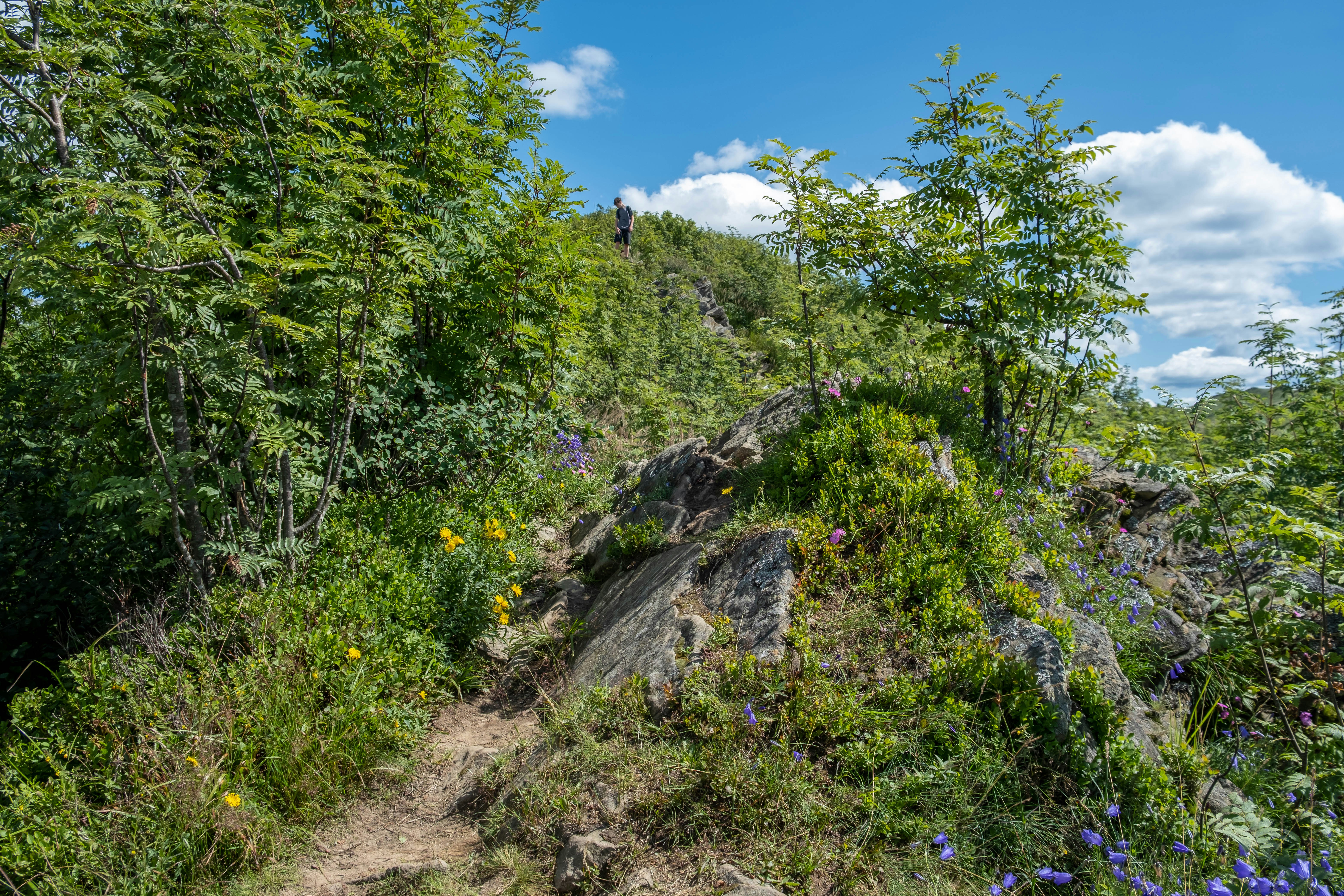 Rugged Trail to the Peak: A Sunlit Wildflower Climb