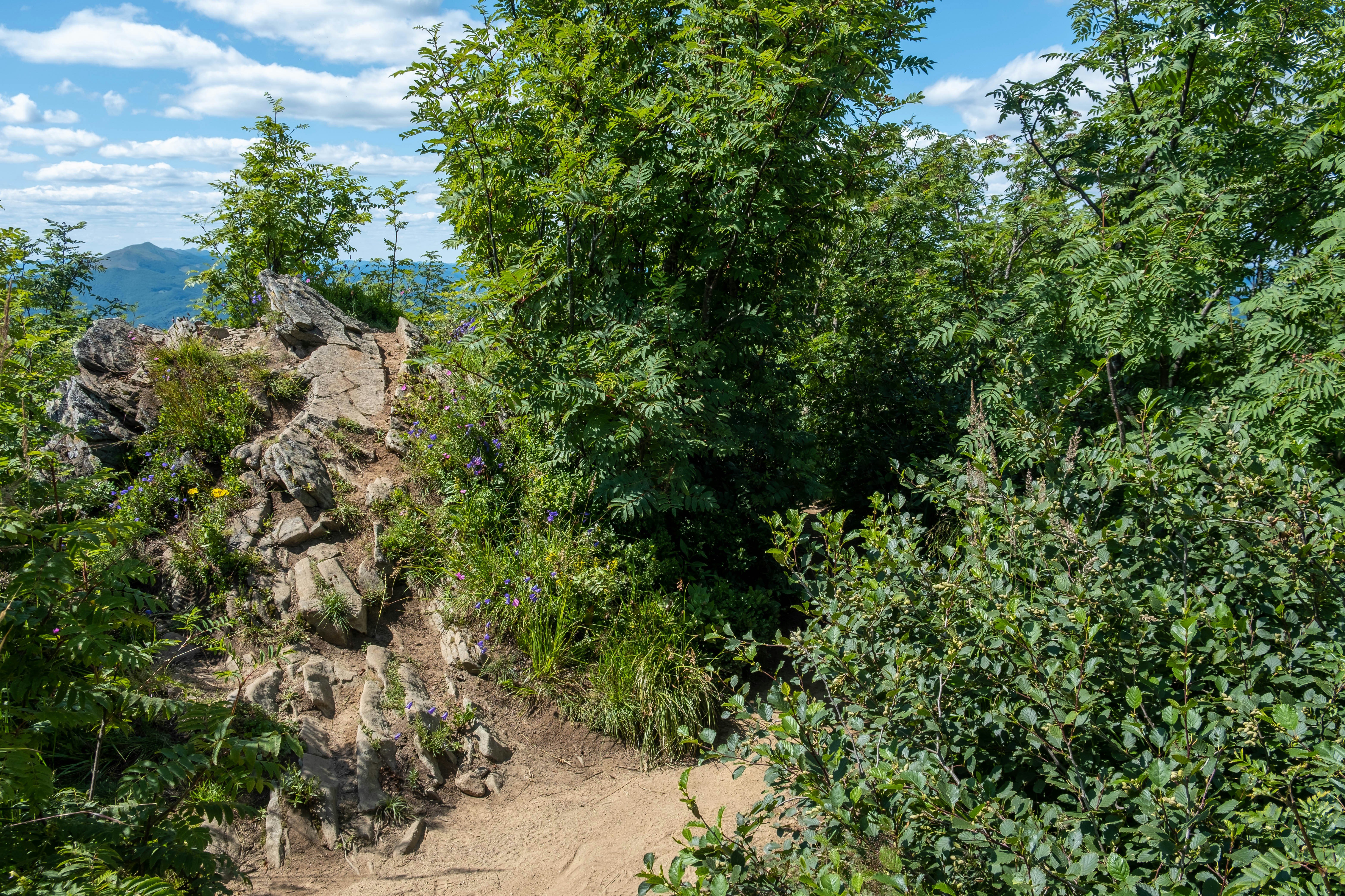 Sunlit Ridge Path Through Lush Alpine Brush