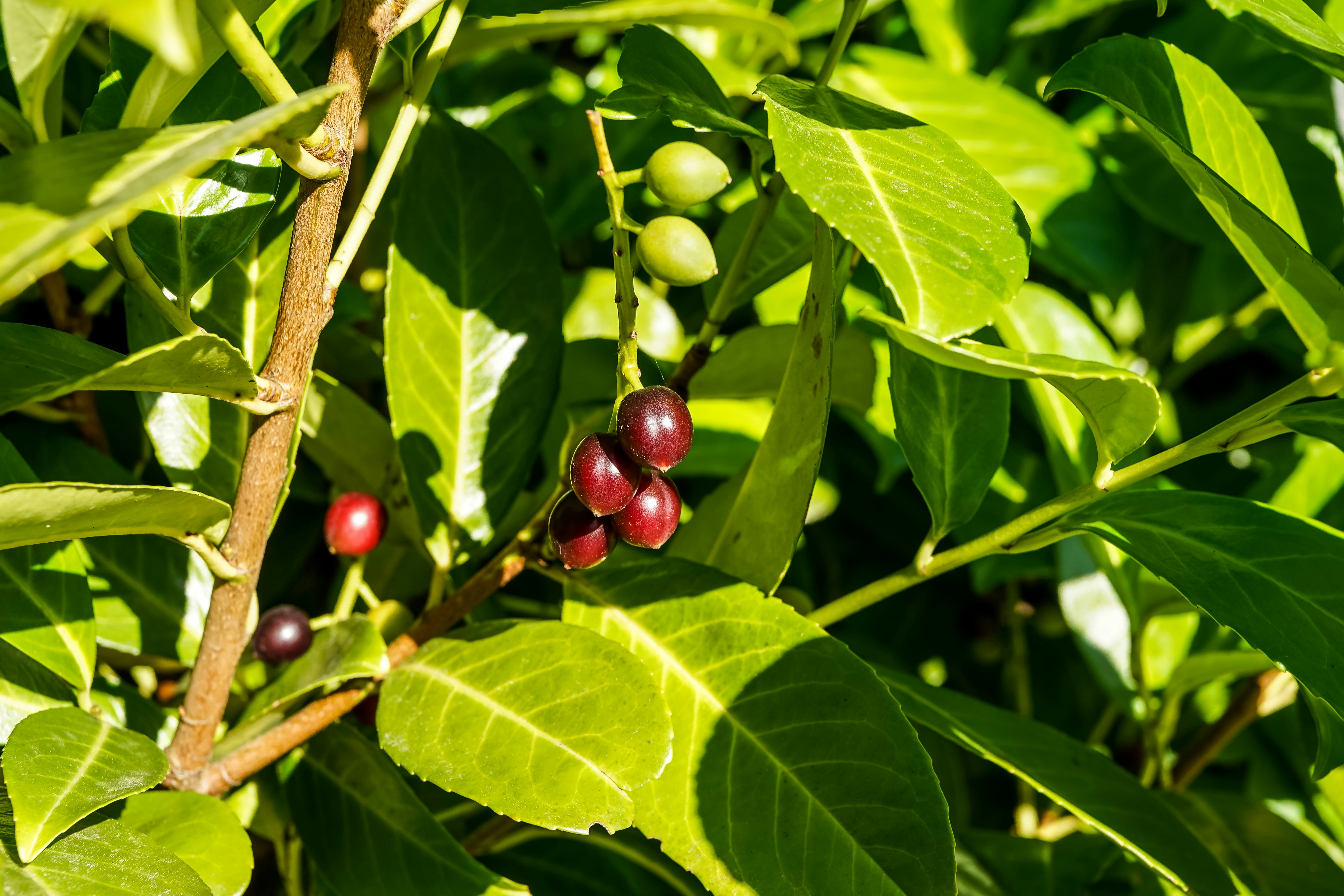 Cluster of Ripened Berries Amid Glossy Green Leaves
