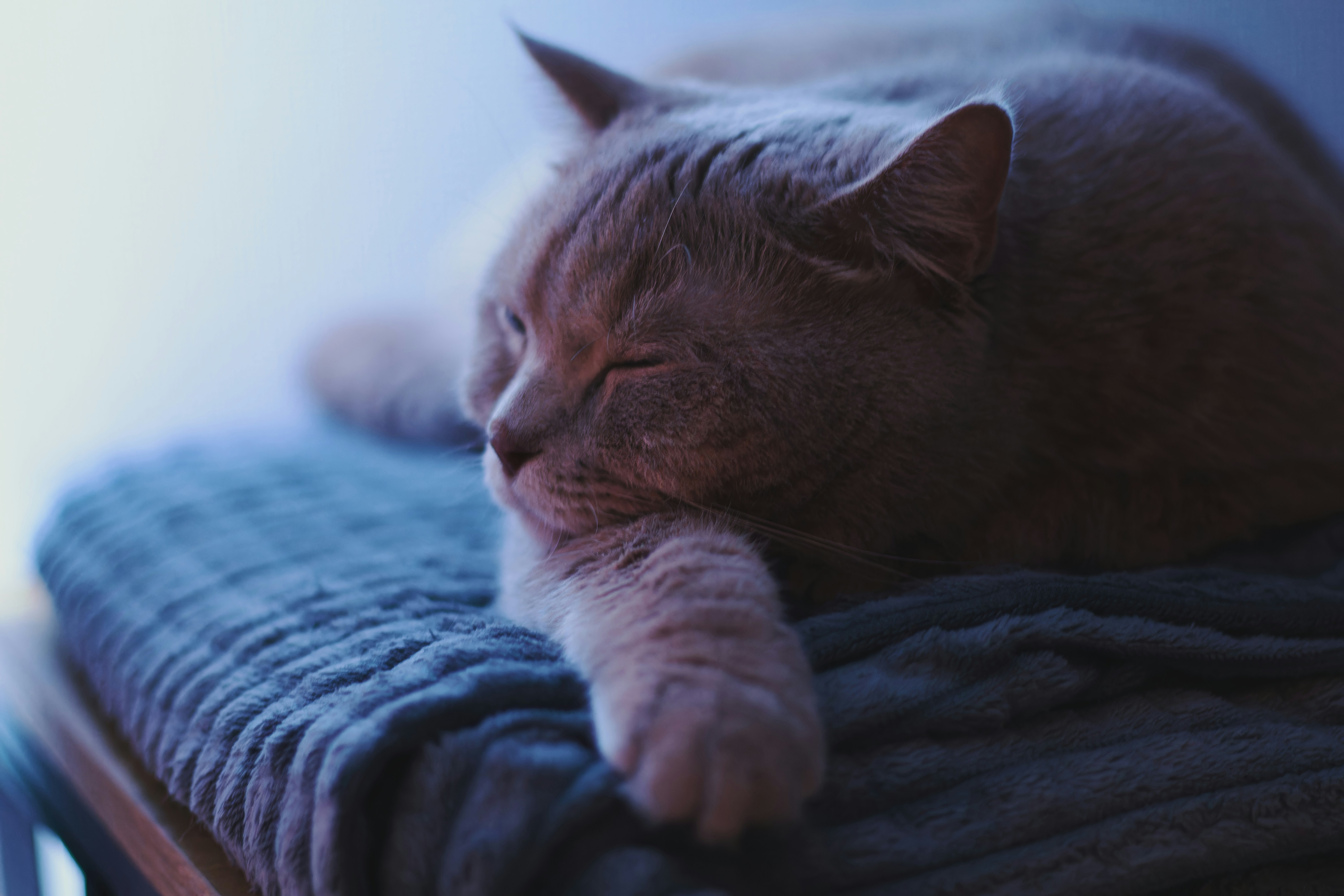 Soft Slumber on a Woolen Ridge