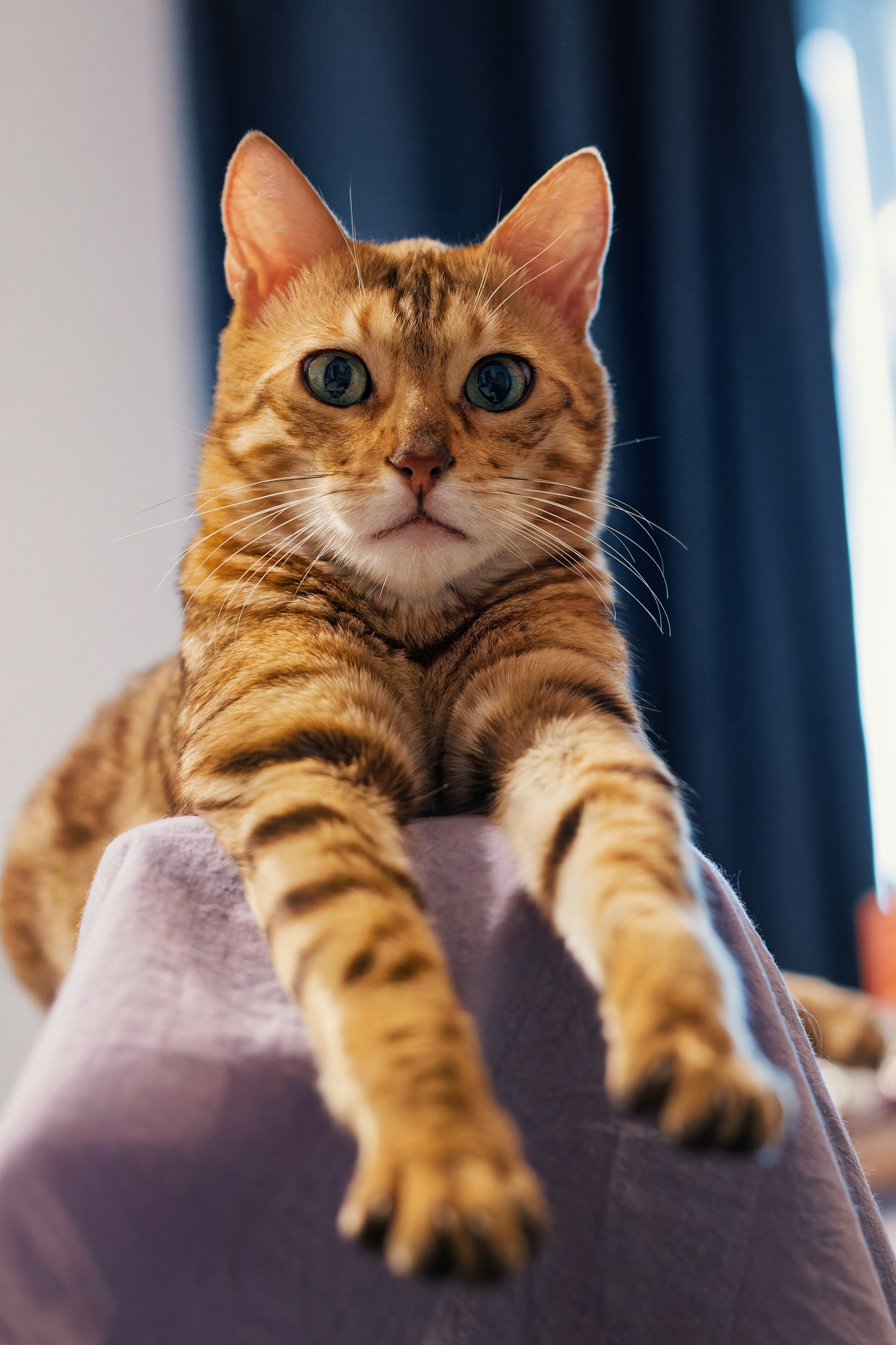 Curious Kitten Reaches Forward: A Close-Up from the Perch