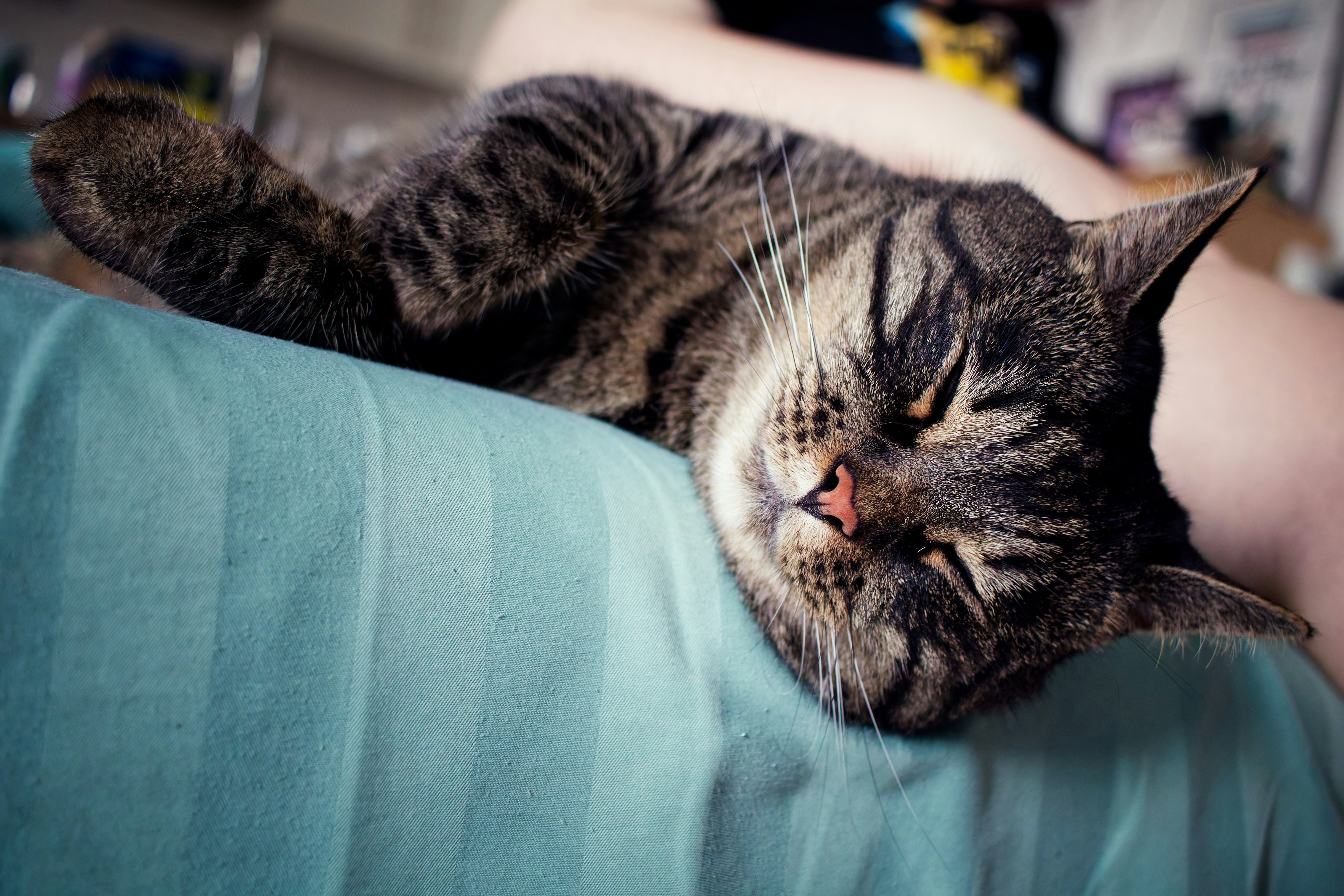 Slumbering Whiskers: a sleepy feline on a teal cushion