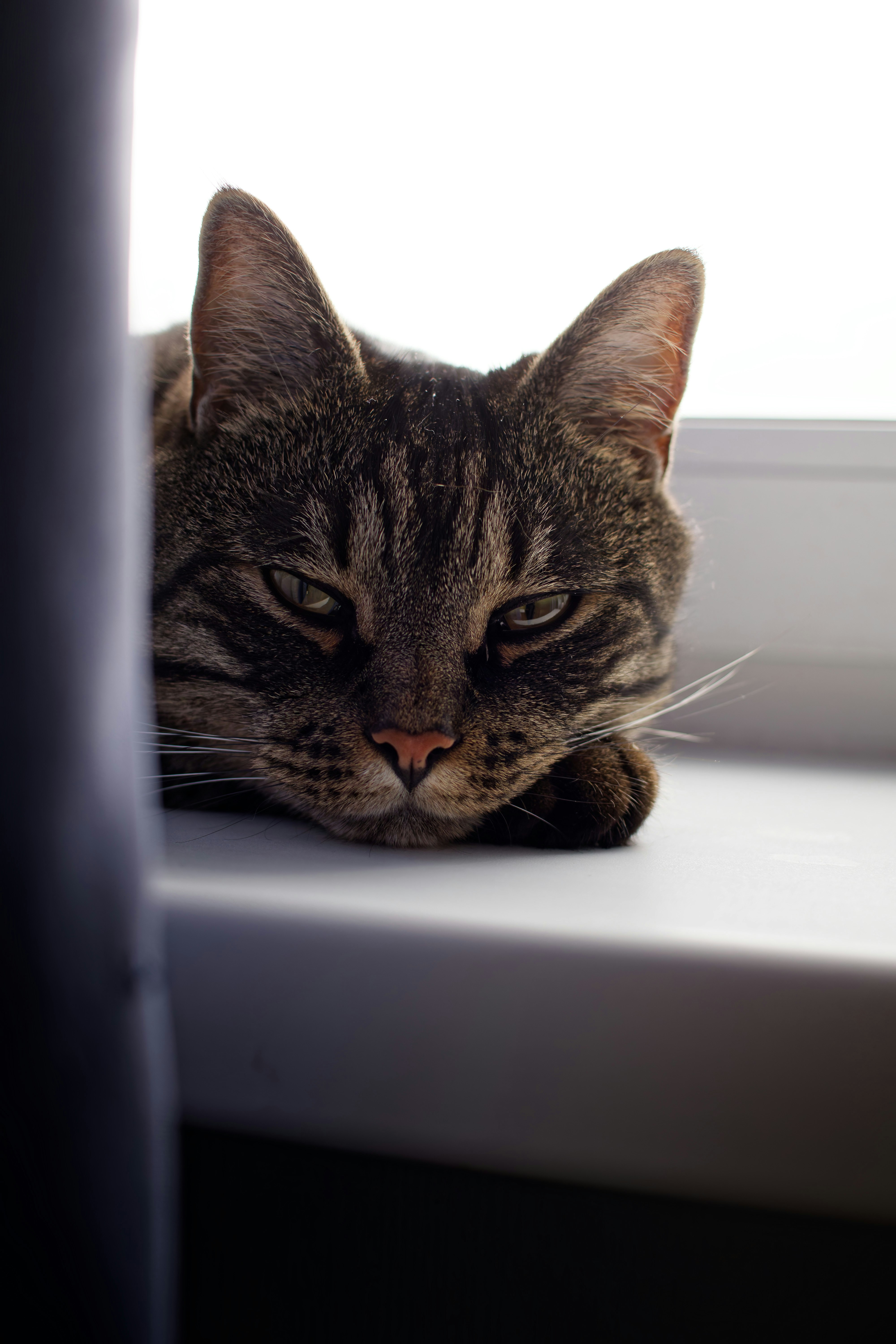 Midday Drowse: A Tabby's Quiet Gaze from the Window Sill