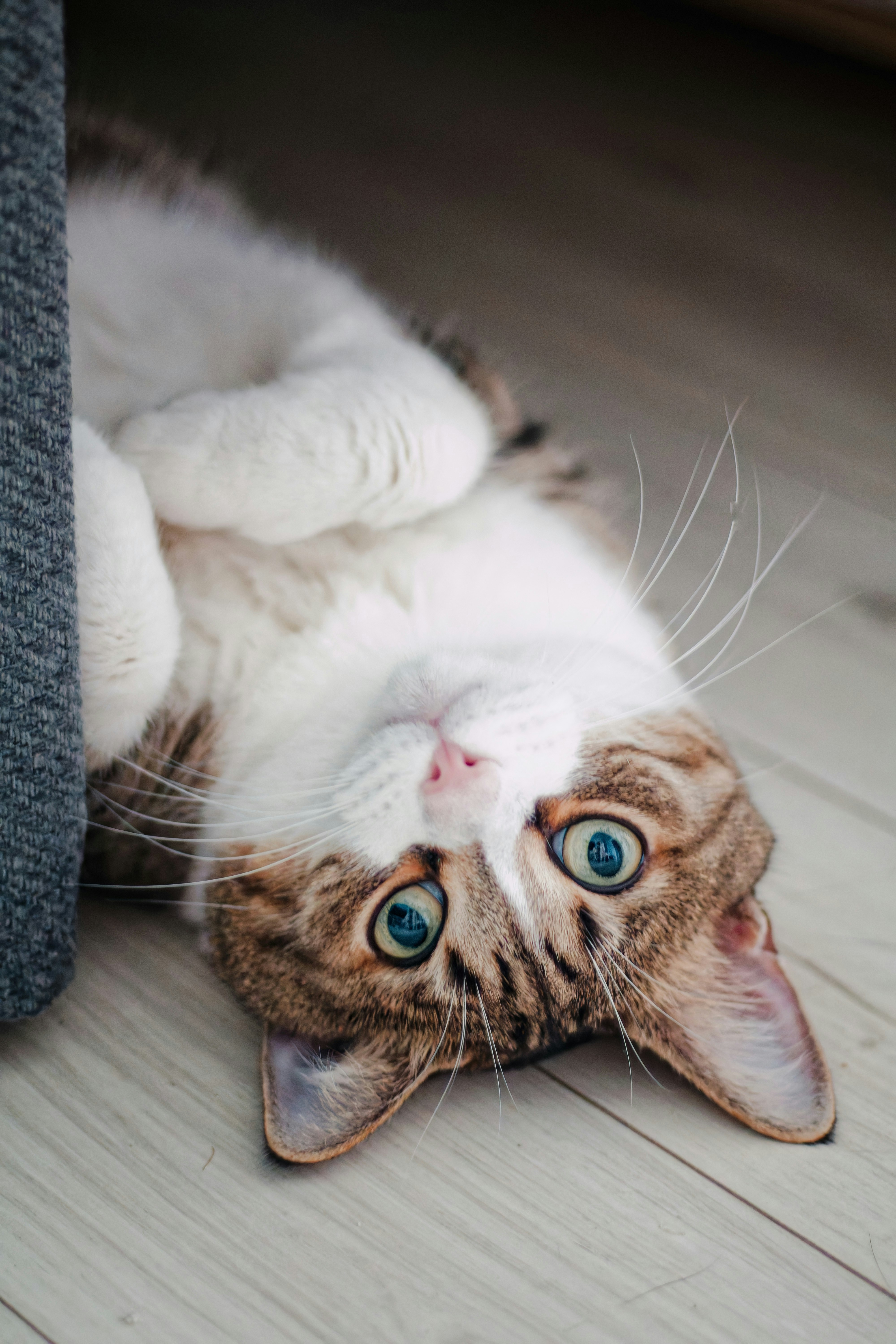 Curled-up Whimsy: Irises and Embers of a kitten's gaze