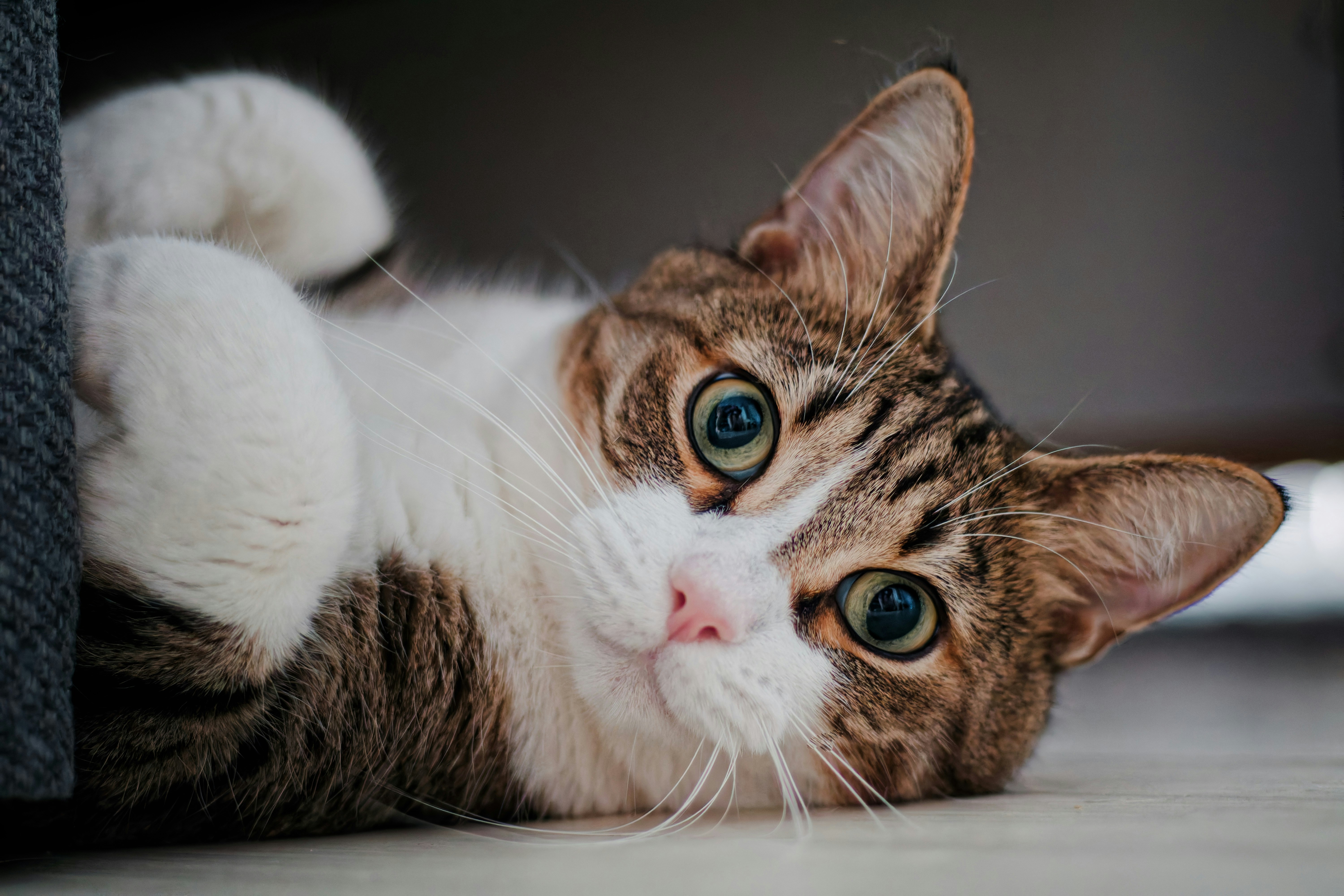 Curious Glide: A Cat’s Close-Up with Wide-Eyed Whimsy