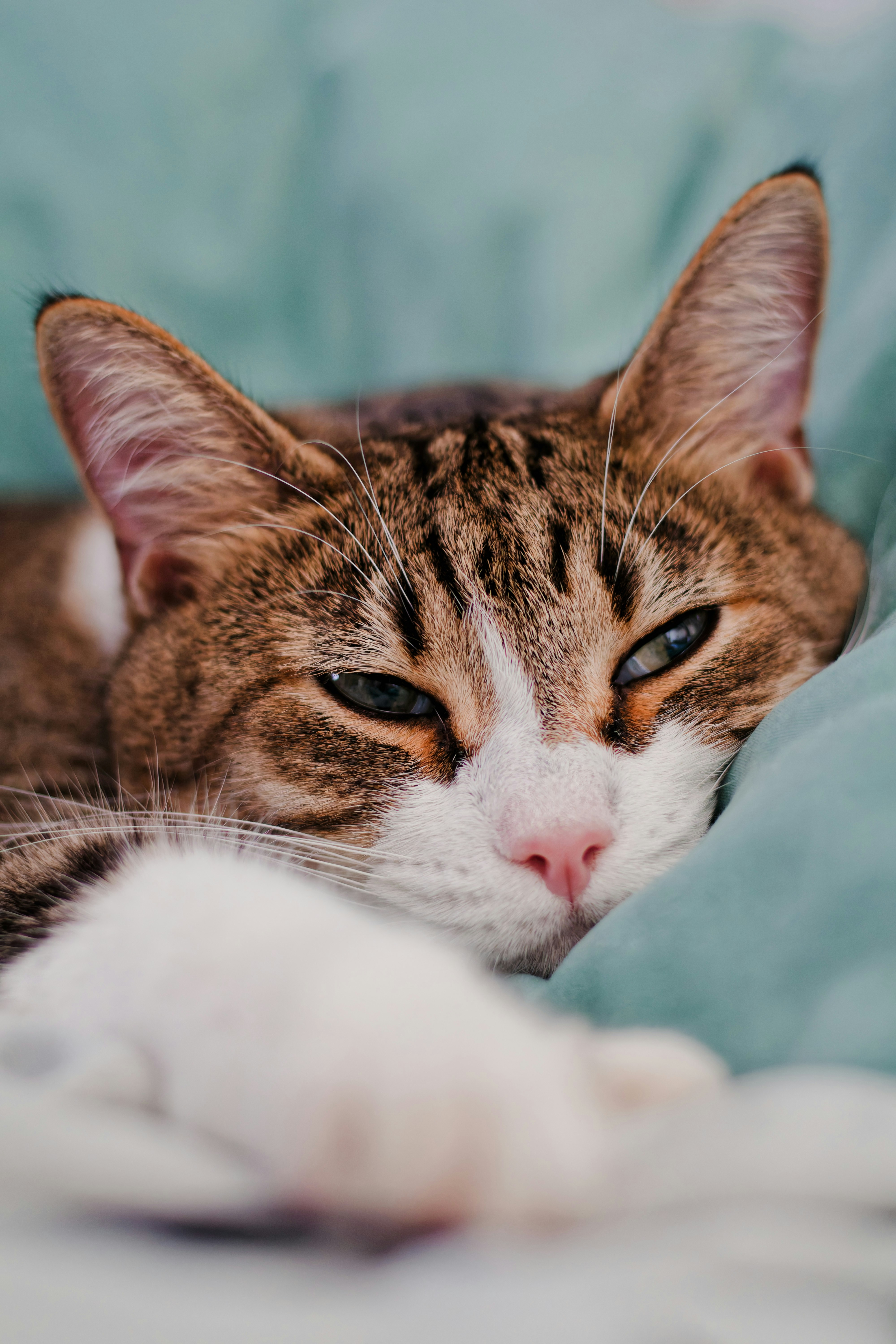 Languid Stare on a Quiet Afternoon