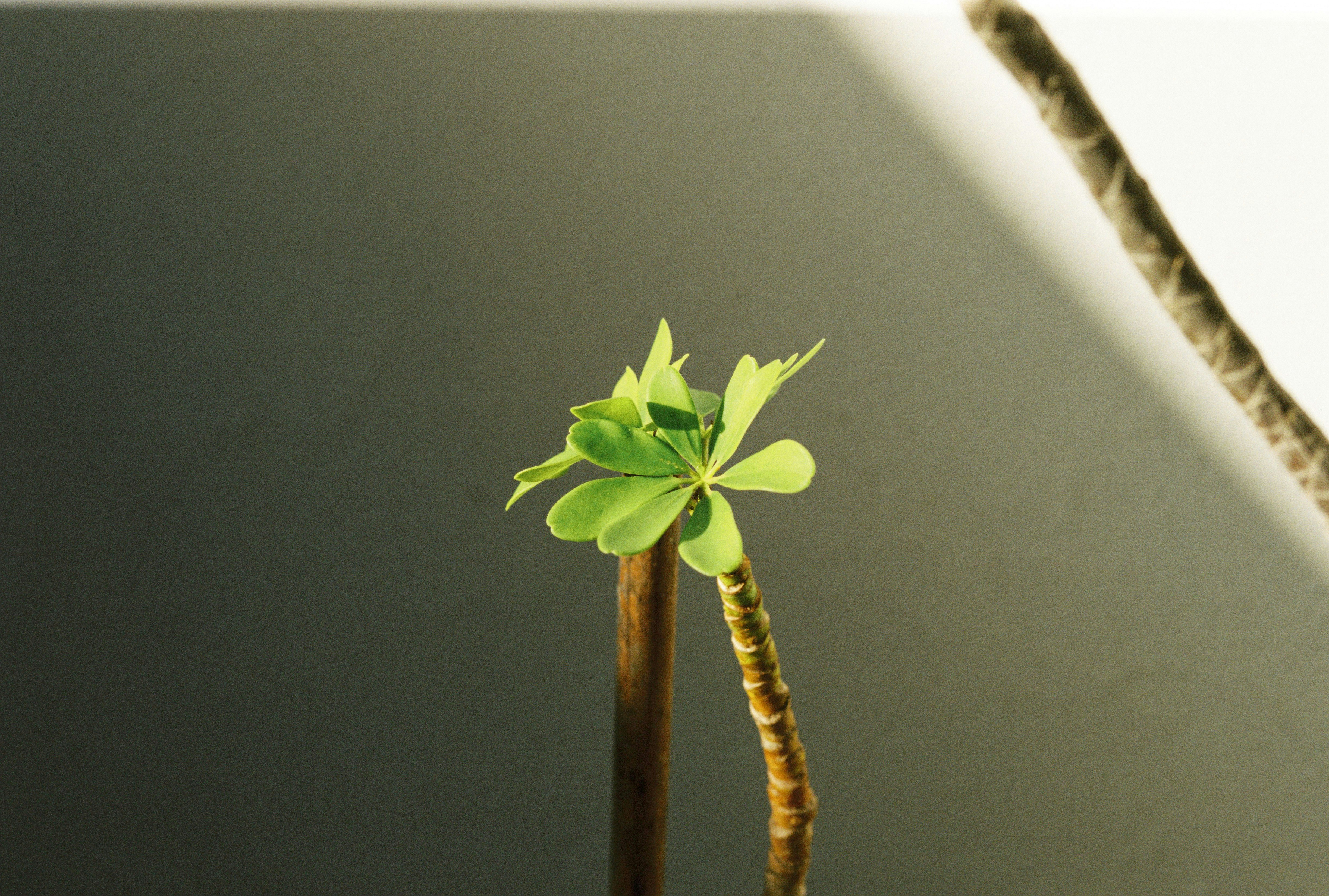 Tiny Green Sprout Reaching Toward the Light in a Minimal Corner