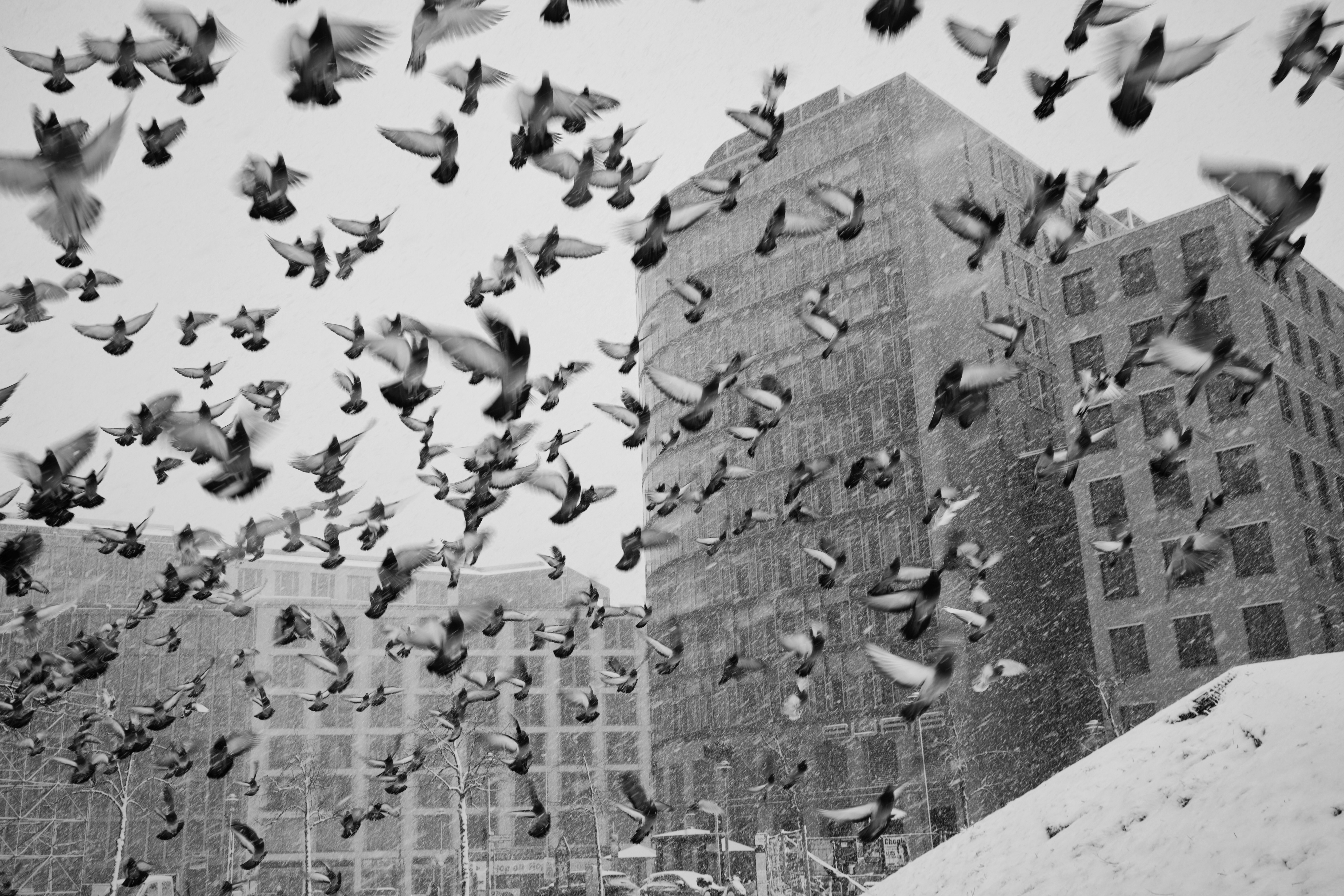 Masses of pigeons flood a grayscale urban winter scene above a snow-covered slope and brick buildings, conveying motion and contrast in a stark city landscape.