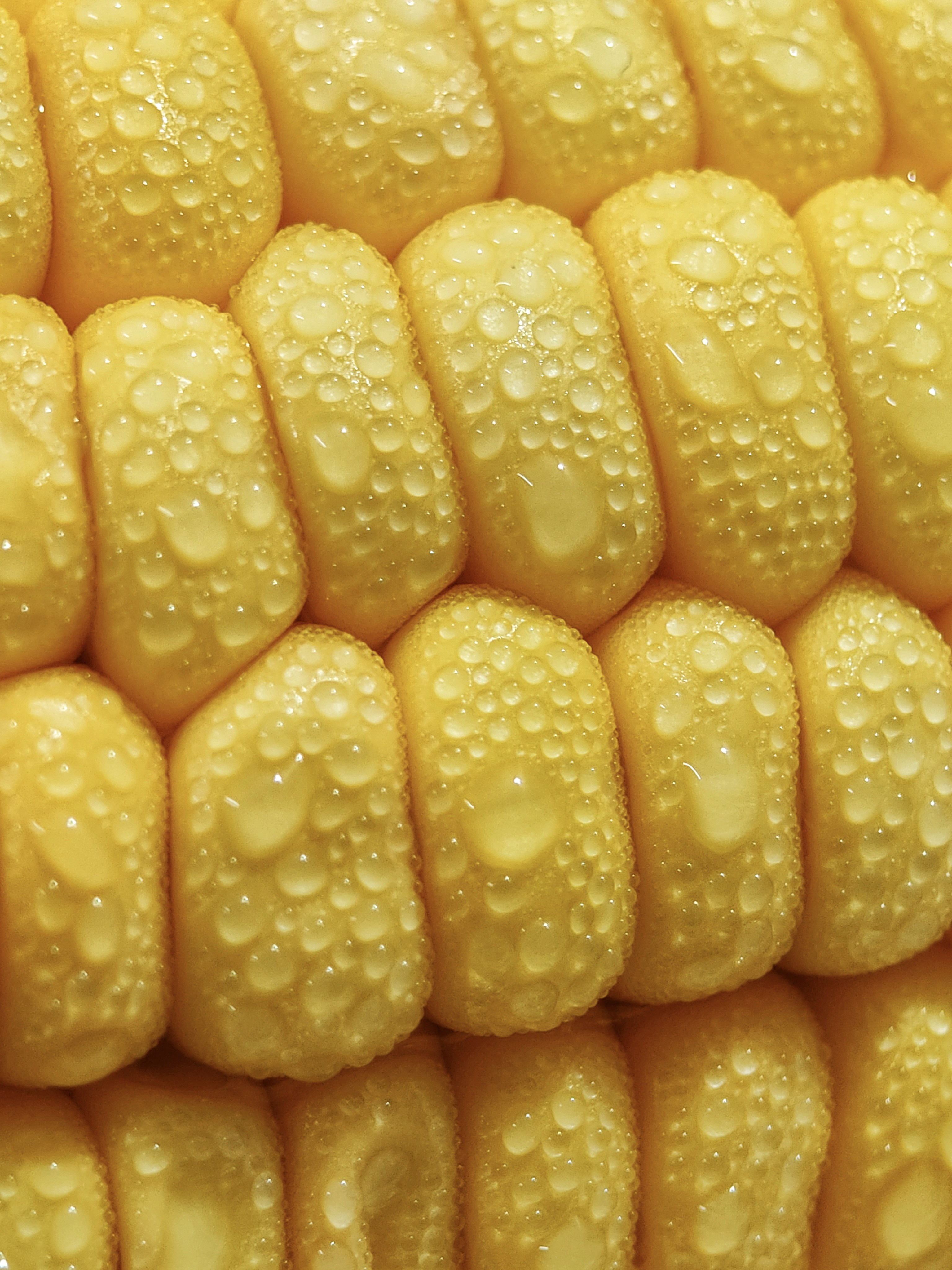 Macro Quilt: Golden Corn on the Cob under Dewy Beads