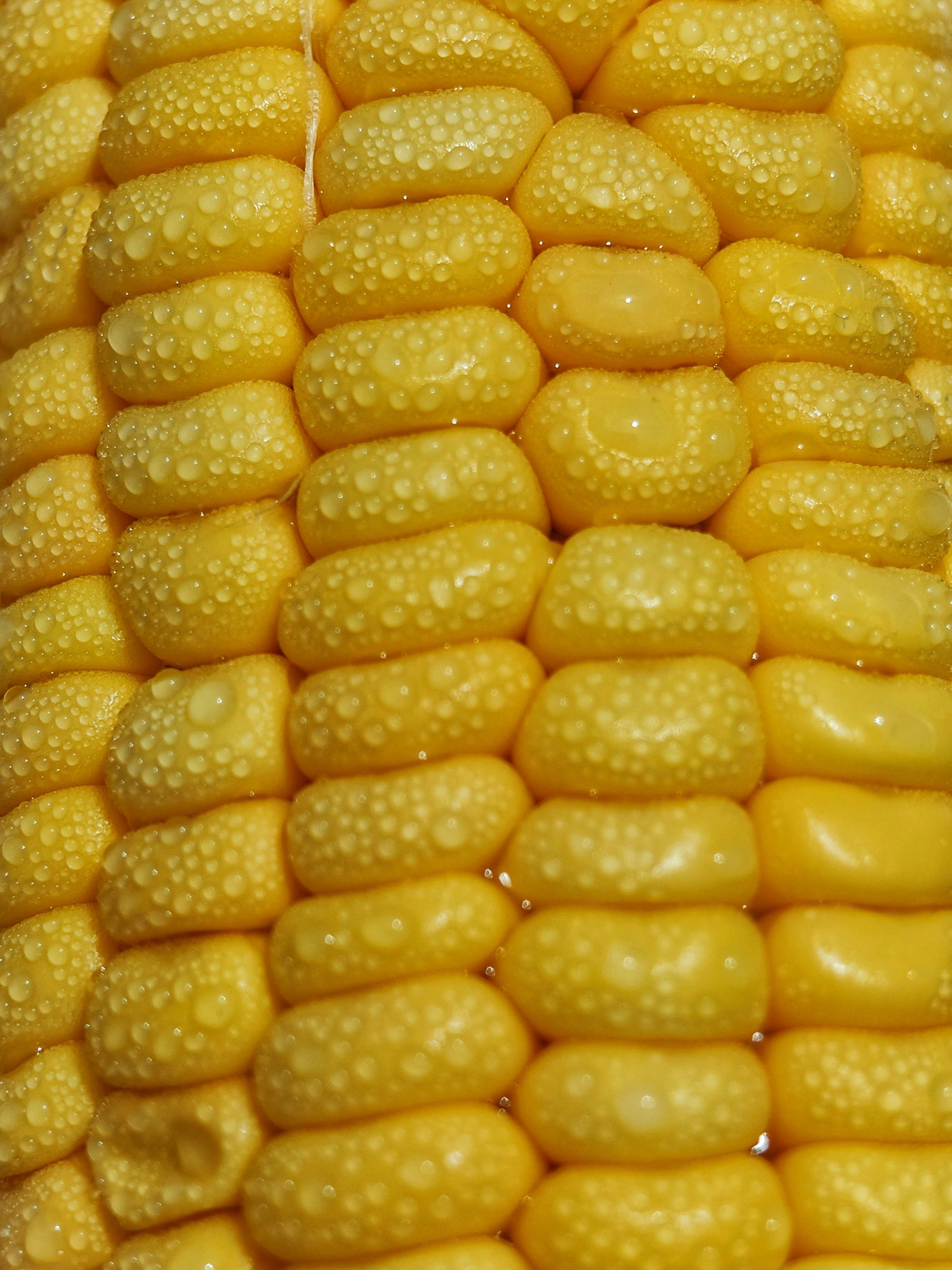 Golden Grid: Macro Close-Up of Corn Kernels