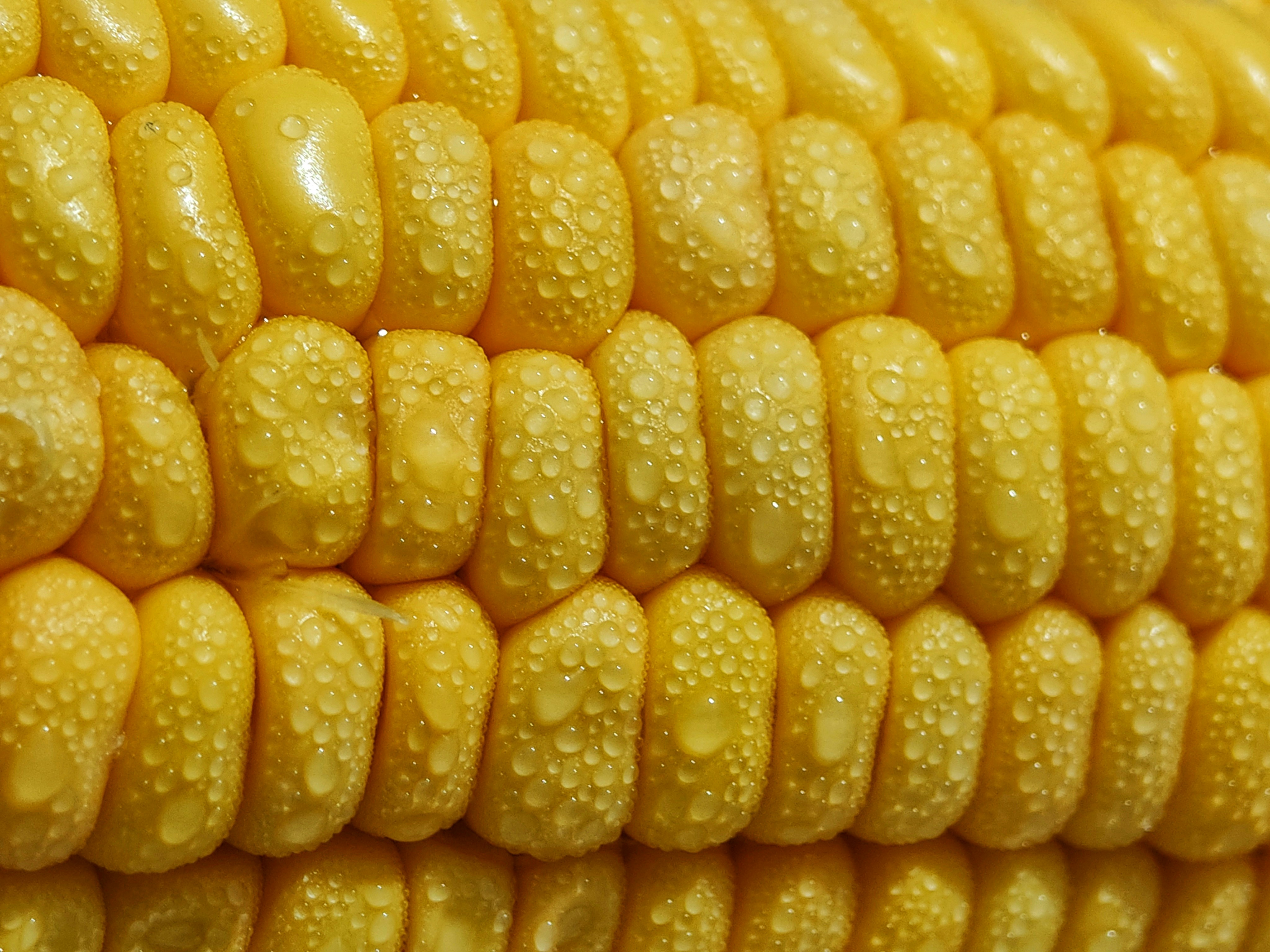 Golden Rows: Extreme Macro of Corn Kernels