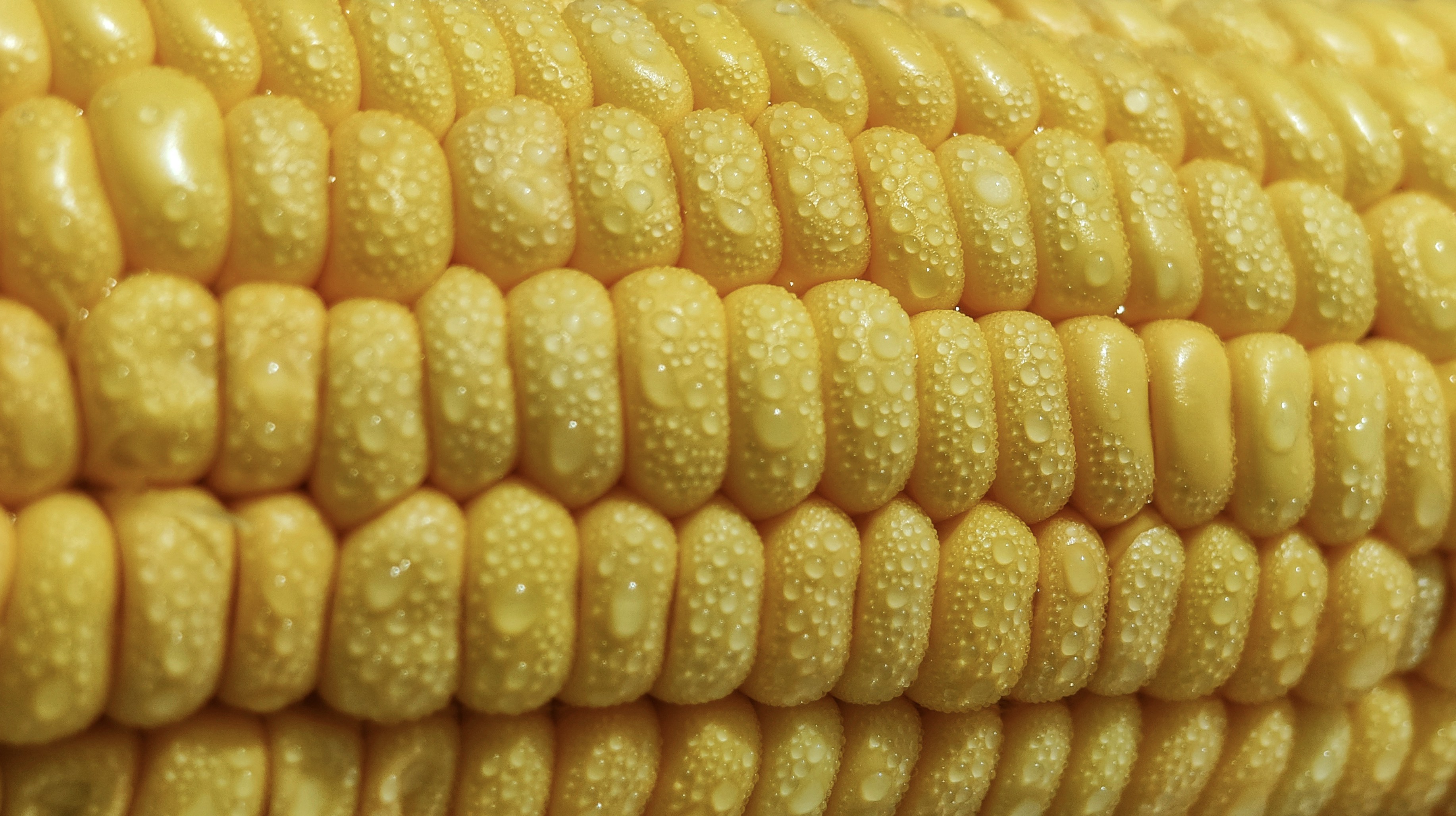 Golden Rows: Macroscopic Dance of Corn Kernels