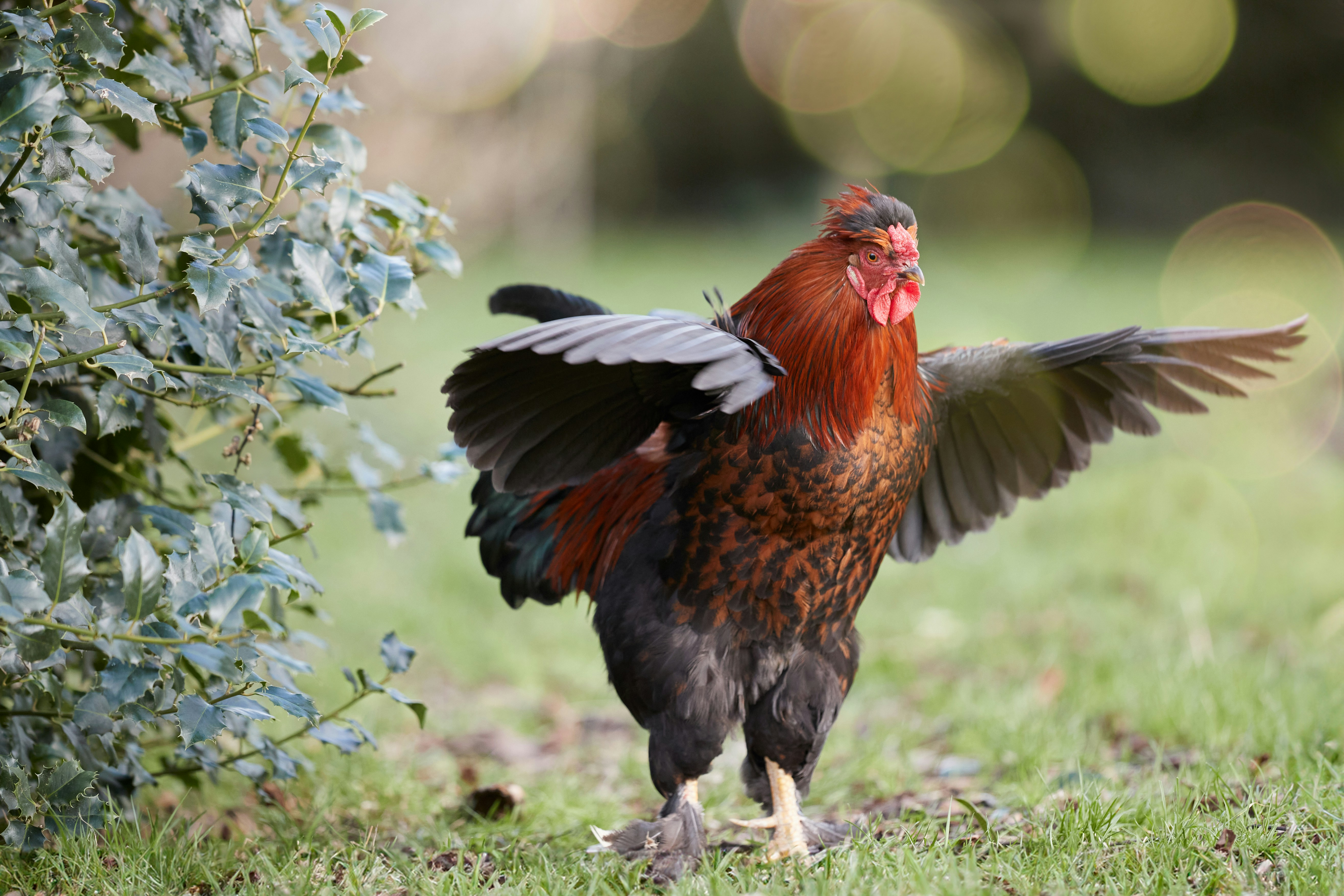 Sunlit Rooster in Mid-Strut Across a Garden