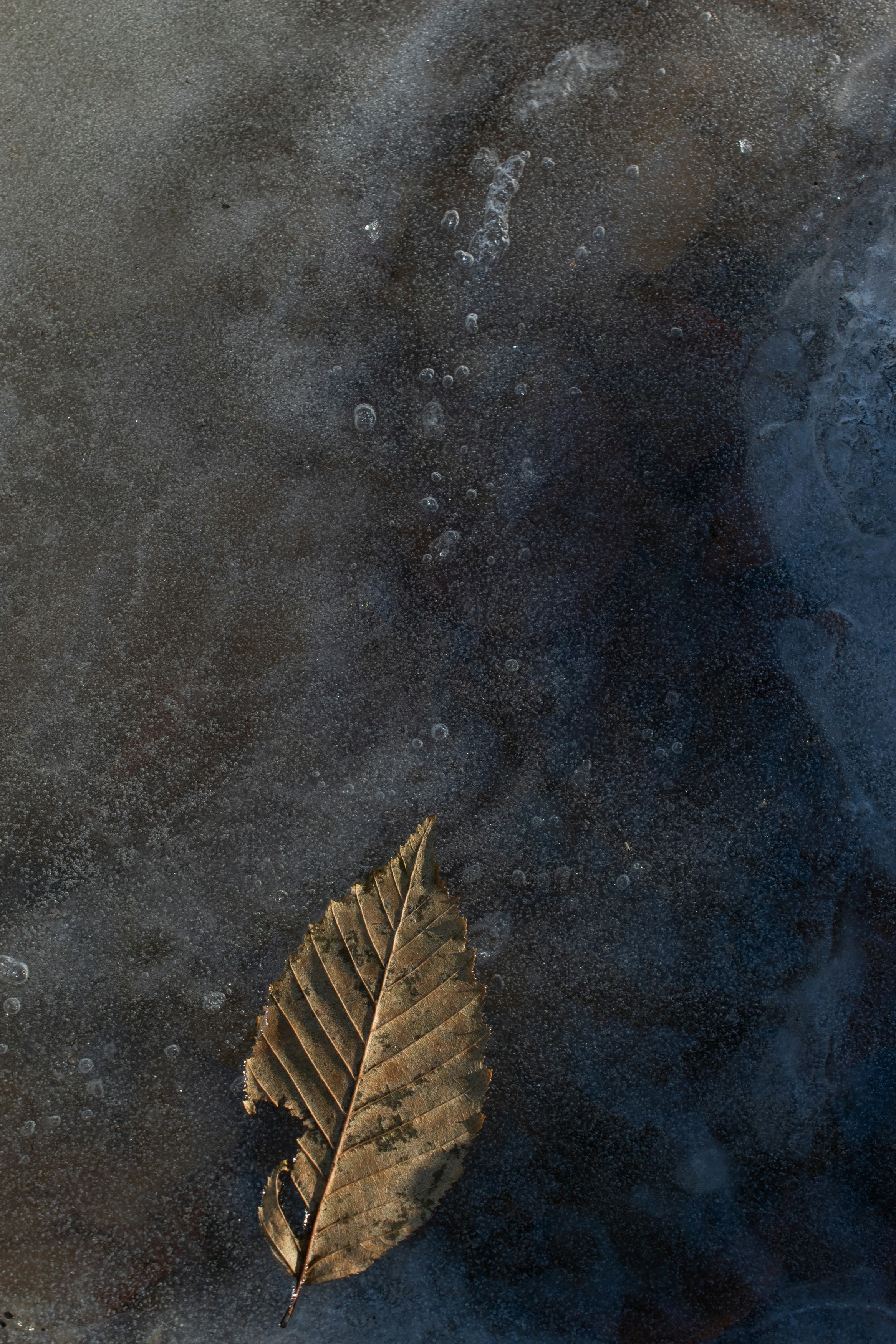 Autumn Leaf in a Cold Surface