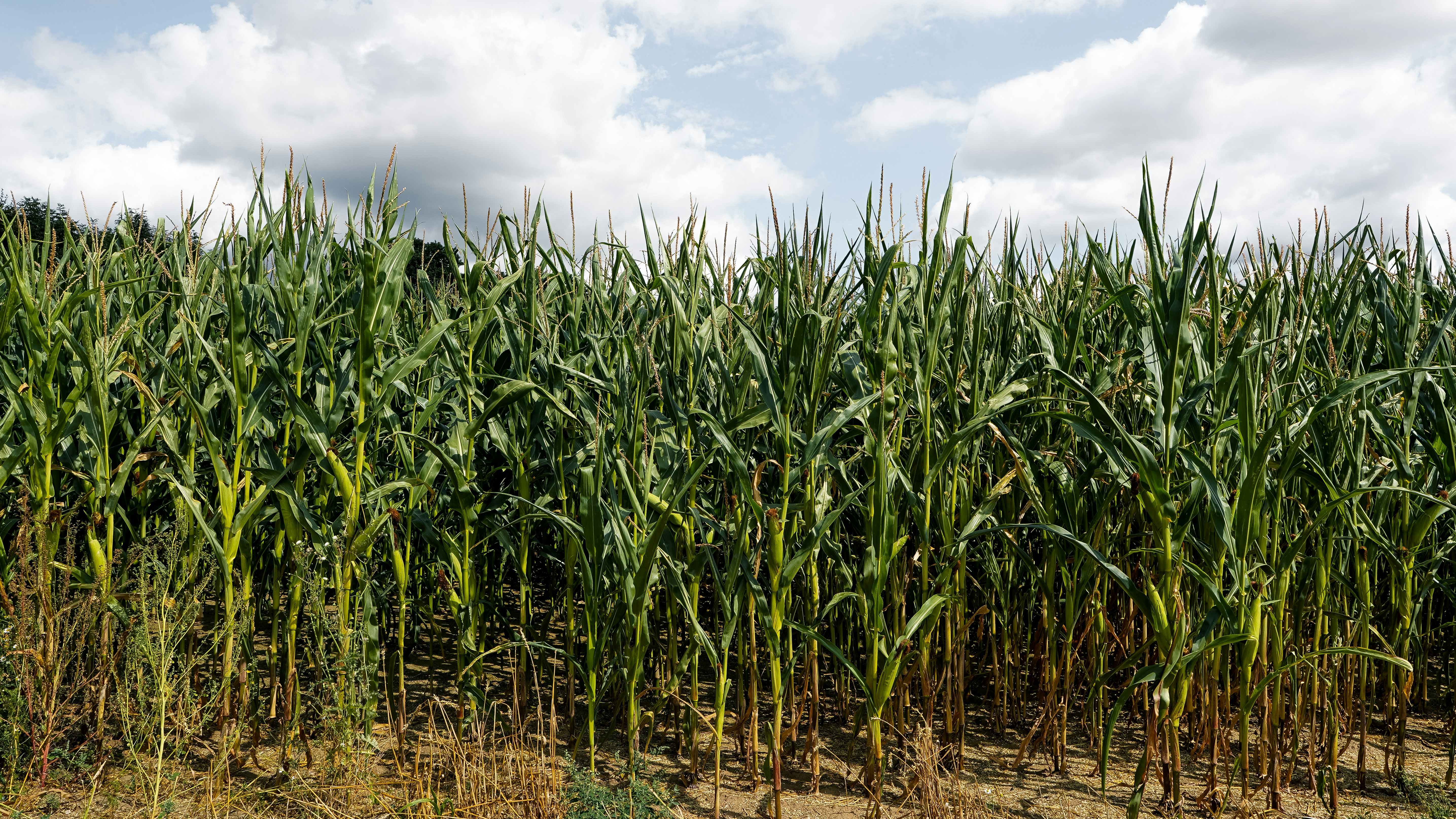 Row by Row: Green stalks under a bright sky