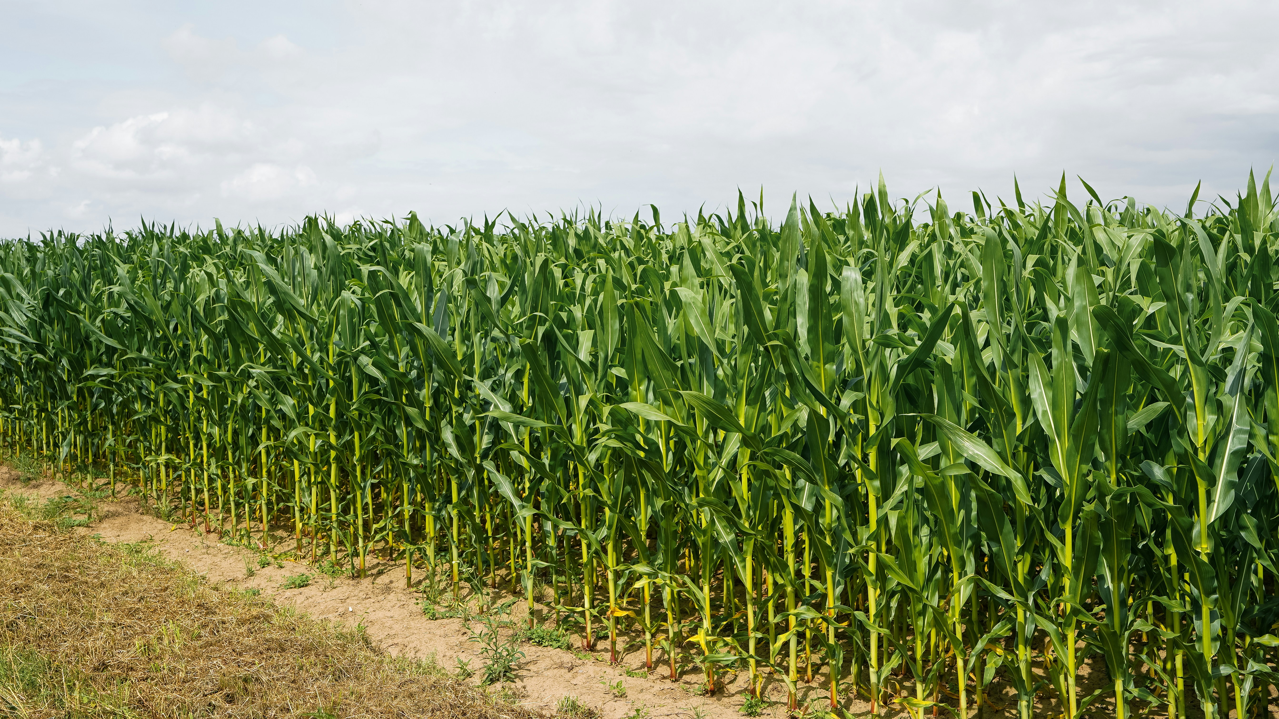 Endless Green Corridor: Rows of Tall Corn Under a Quiet Sky