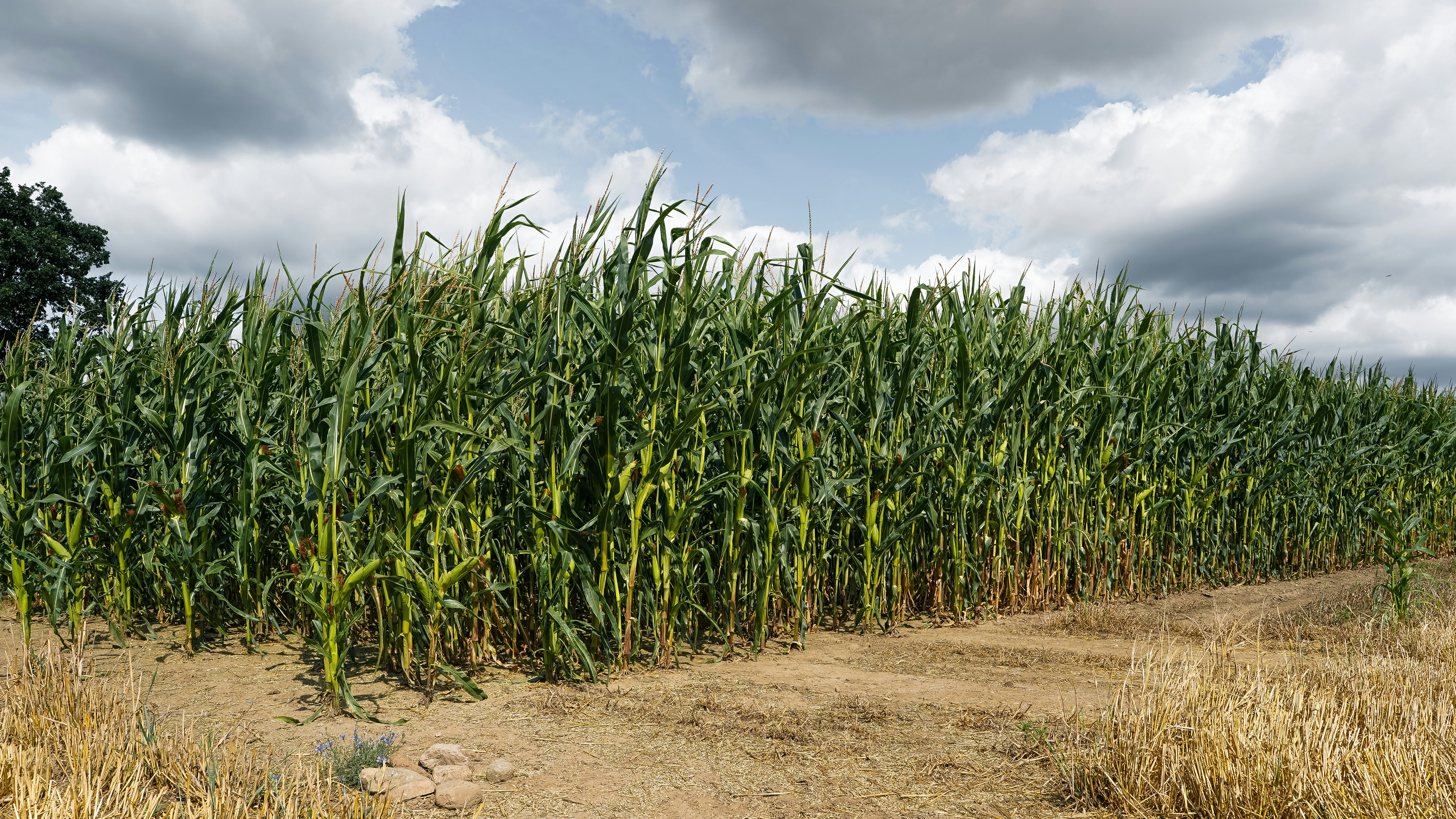 Cornfield Corridor Under a Patchwork Sky