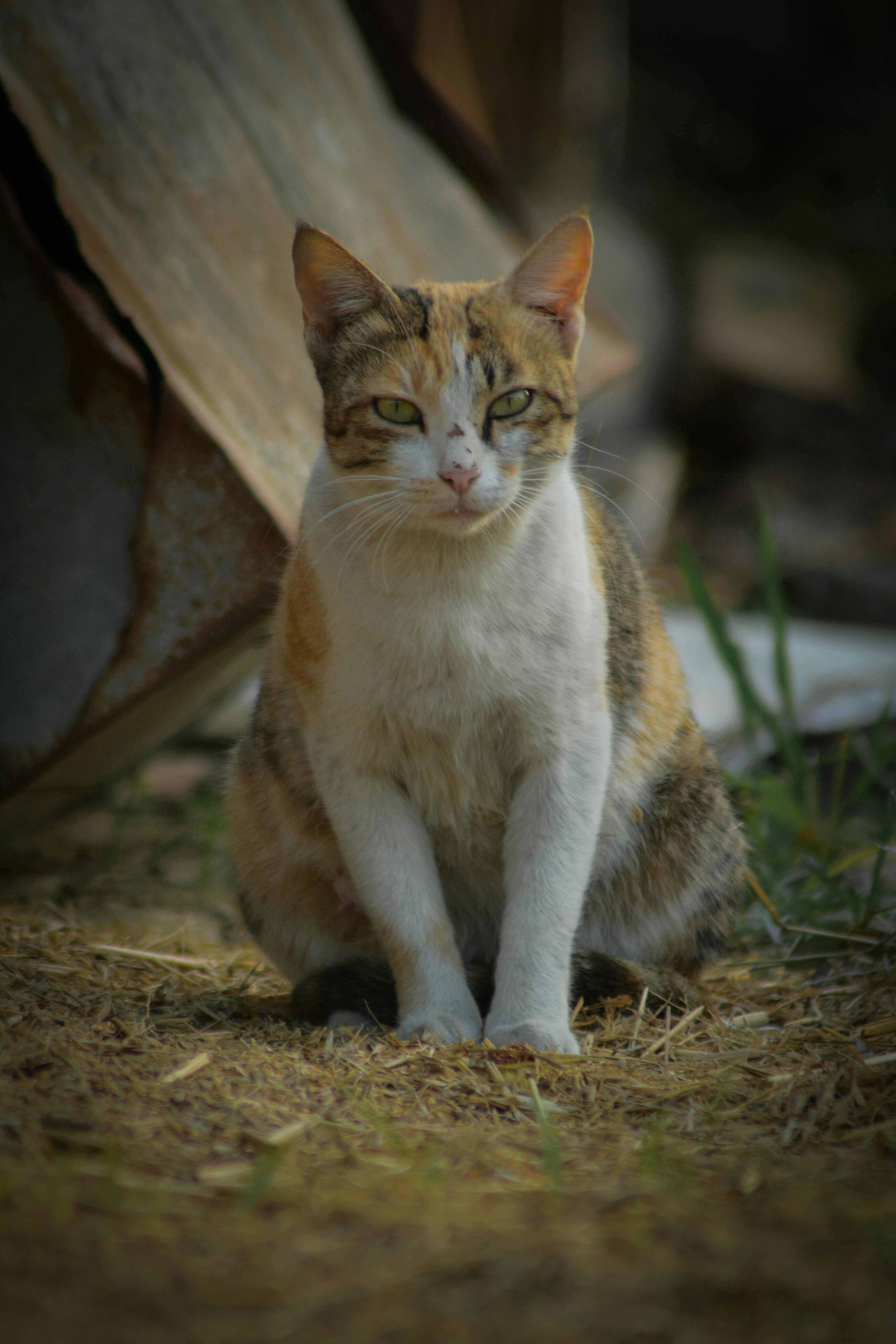 A calm calico cat sitting upright on dry straw outdoors, featuring intense green eyes and natural lighting.