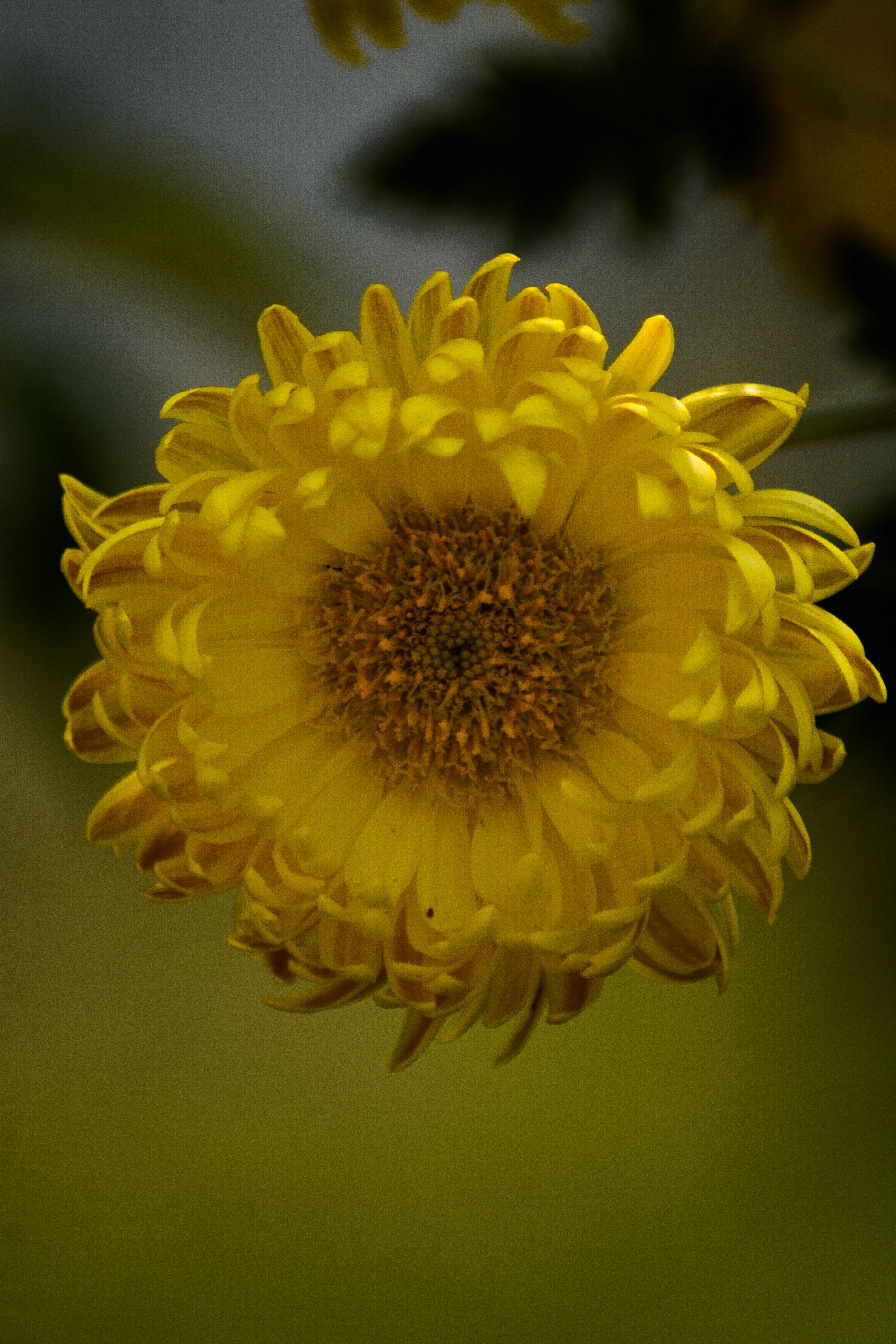 Golden Chrysanthemum Resonance