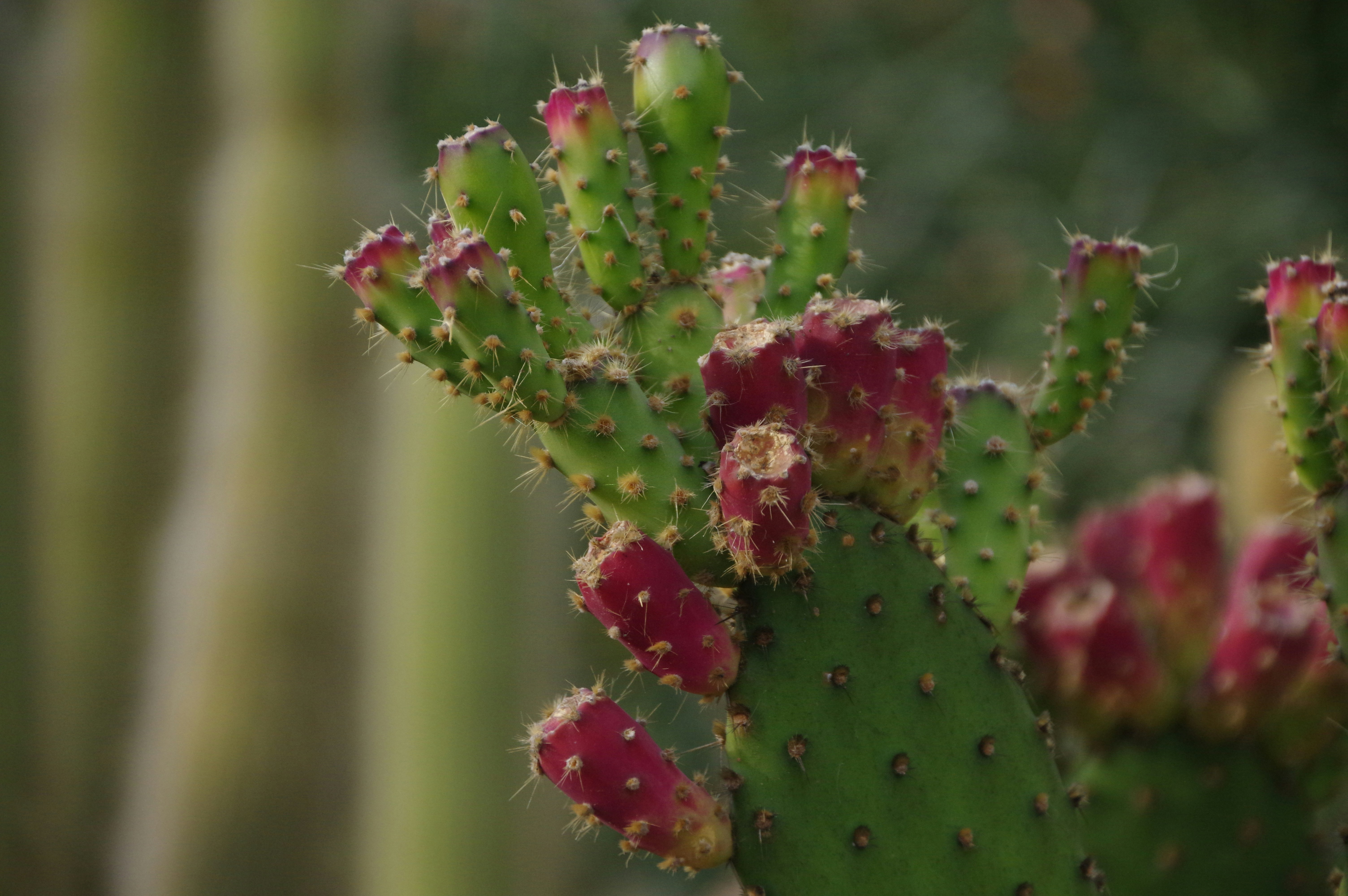 Cactus Bloom in Soft Focus Night-green Immersion
