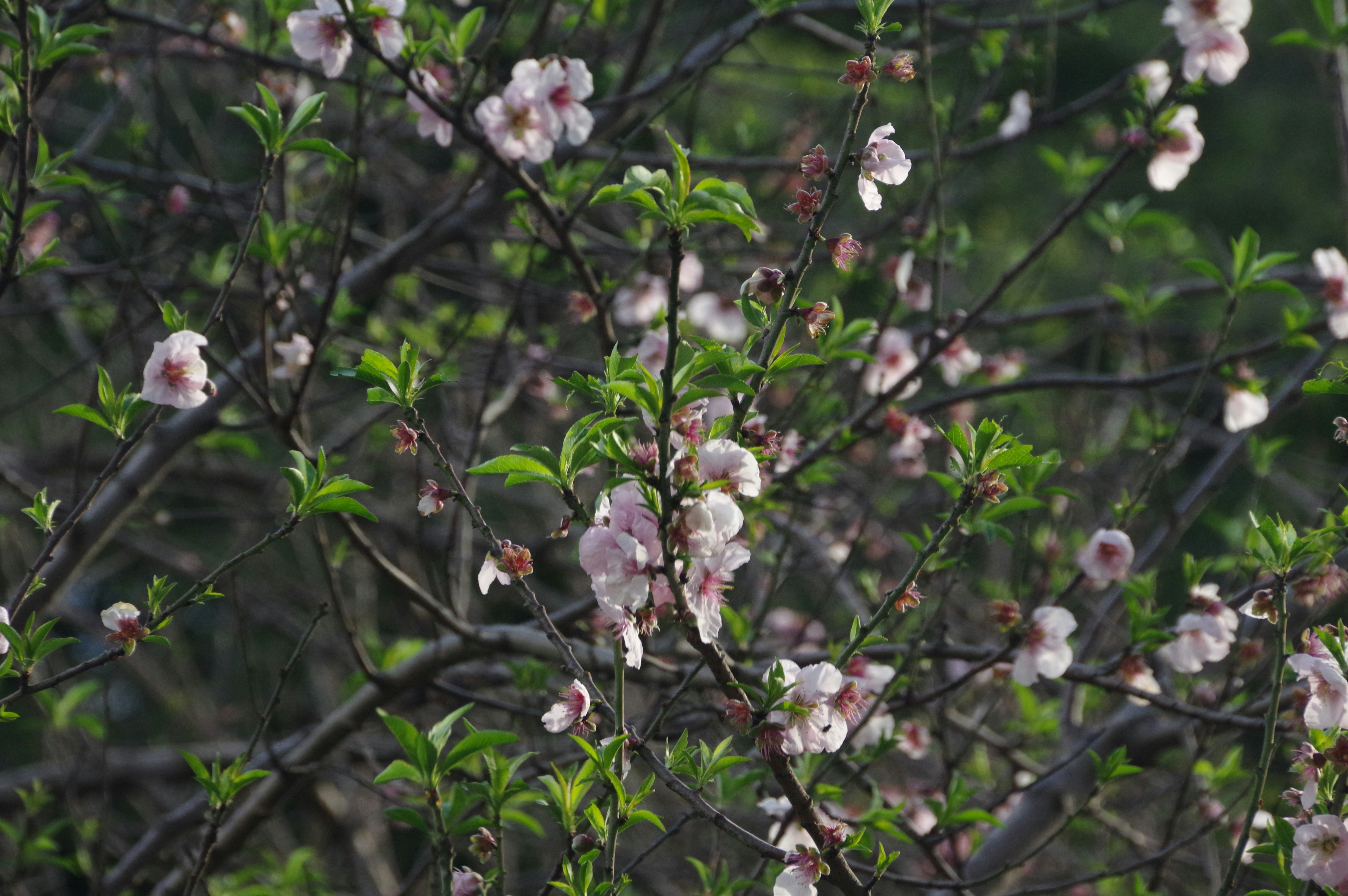 Blossoms in Shadow: Soft Pink Trails Across a Branch Network