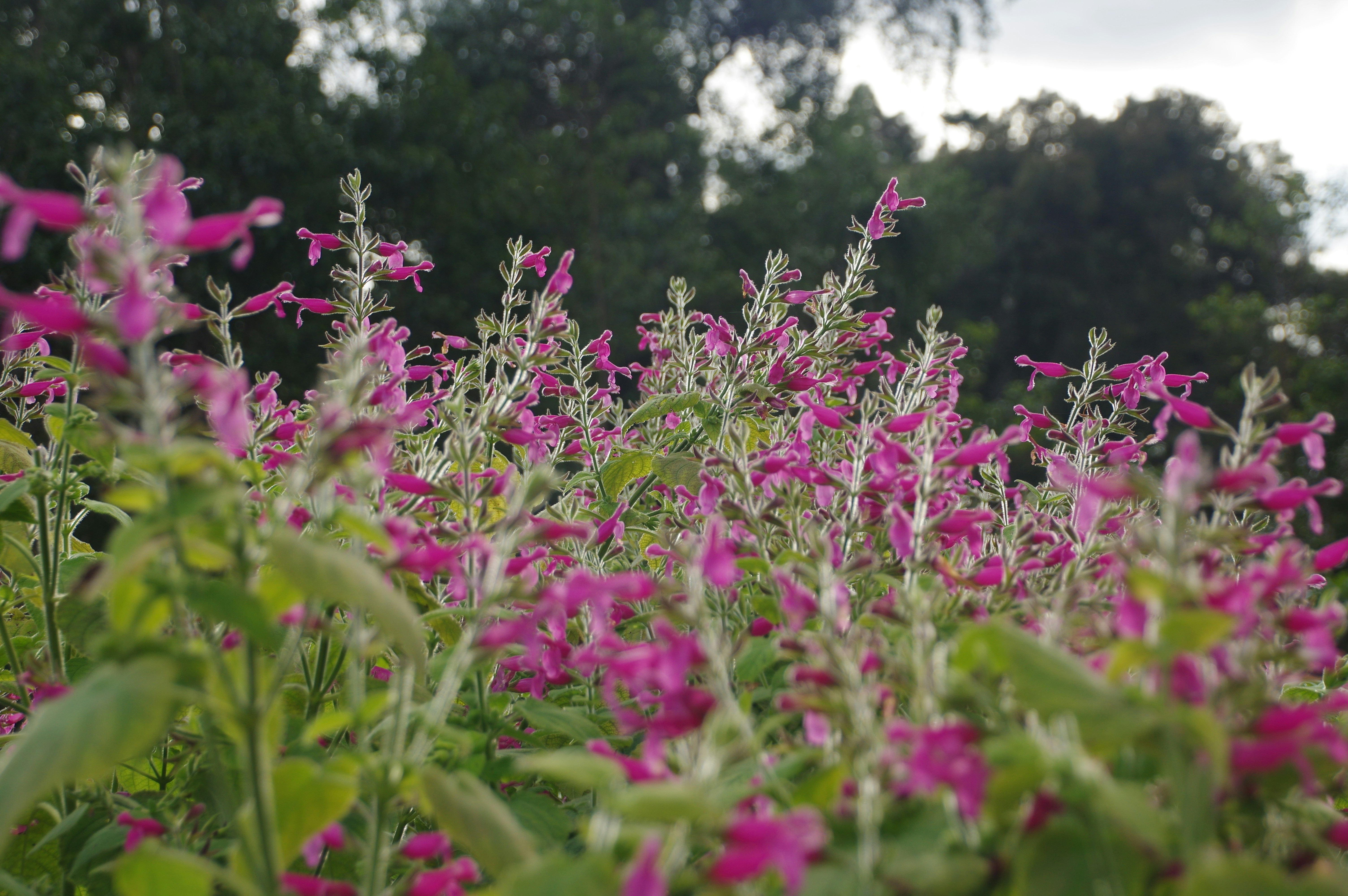 Pink Wildflowers in a Quiet Field