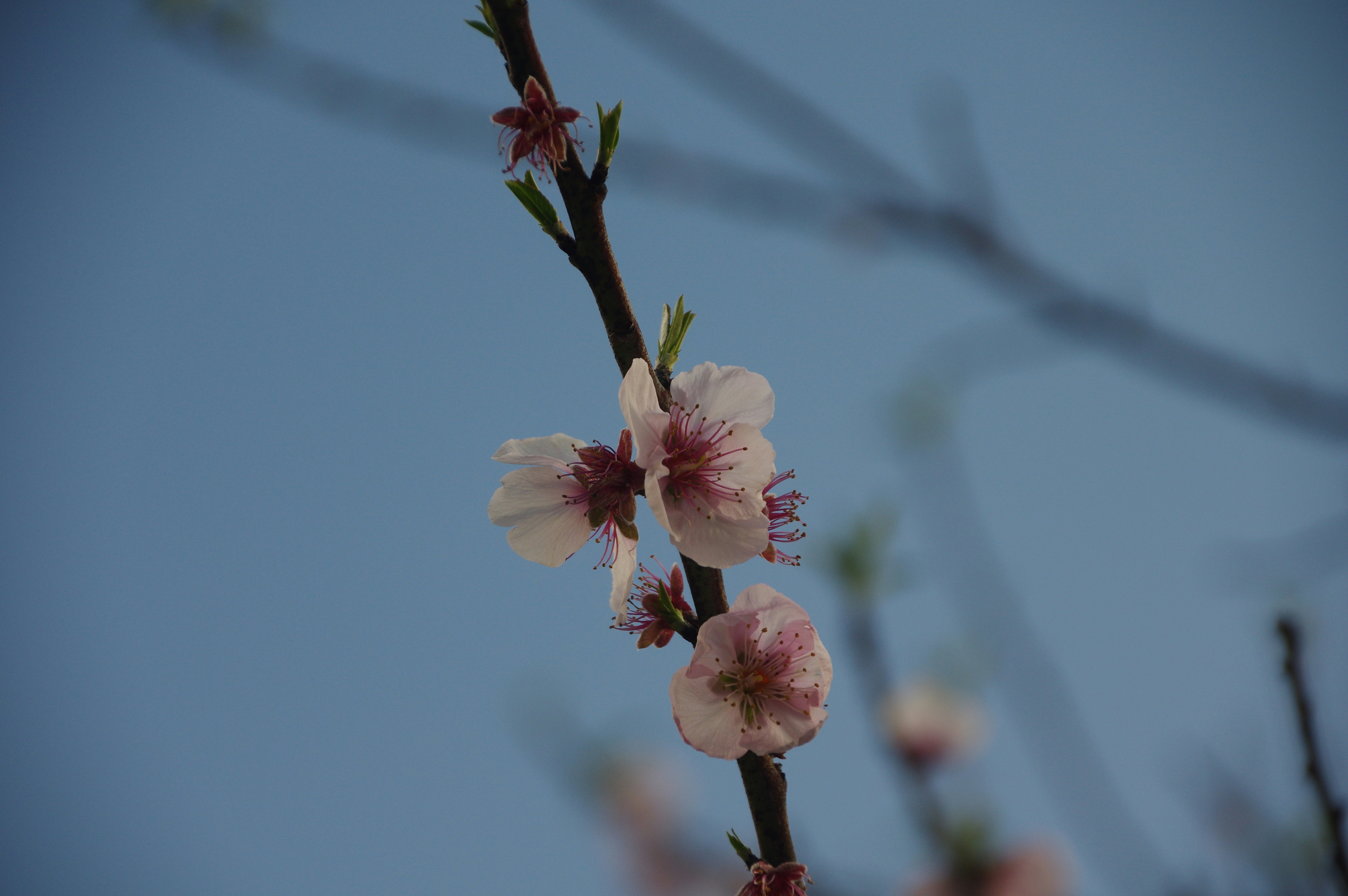 Blossoms on a Slim Branch Against a Clear Sky