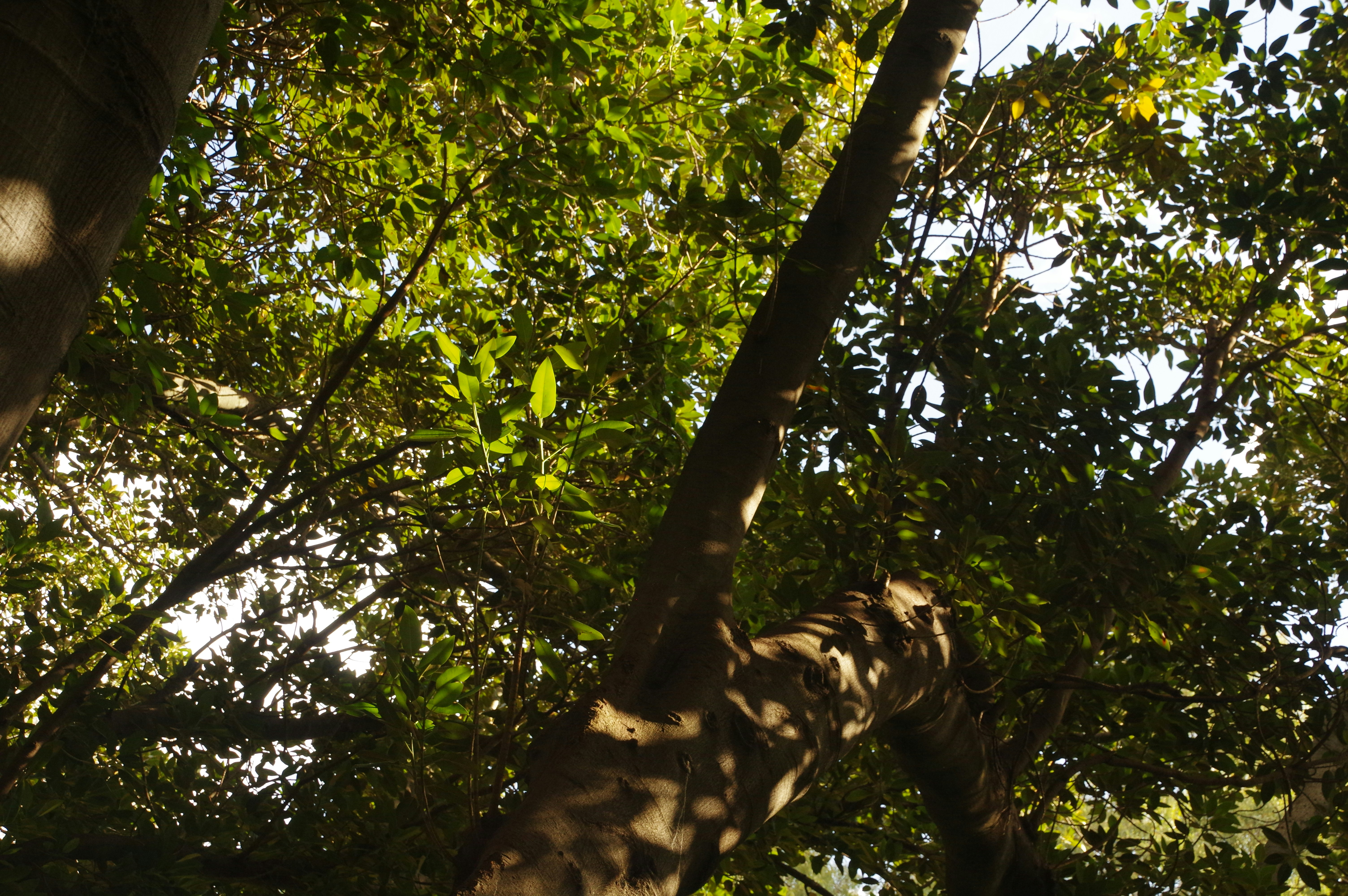 Sunlit Canopy: A Dance of Leaves and Trunk in the Forest