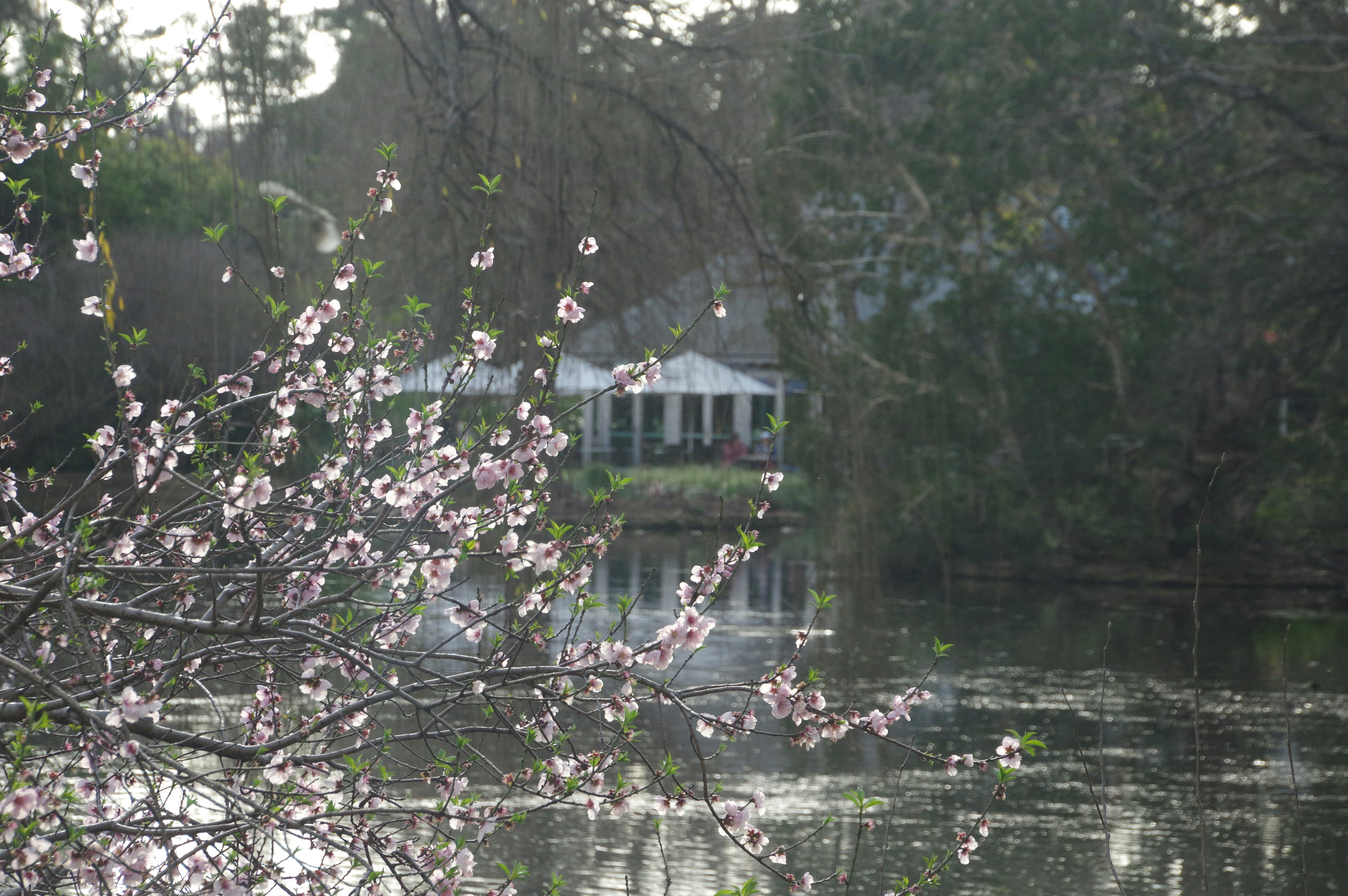 Blossoms by the Lake: Spring's Quiet Gaze