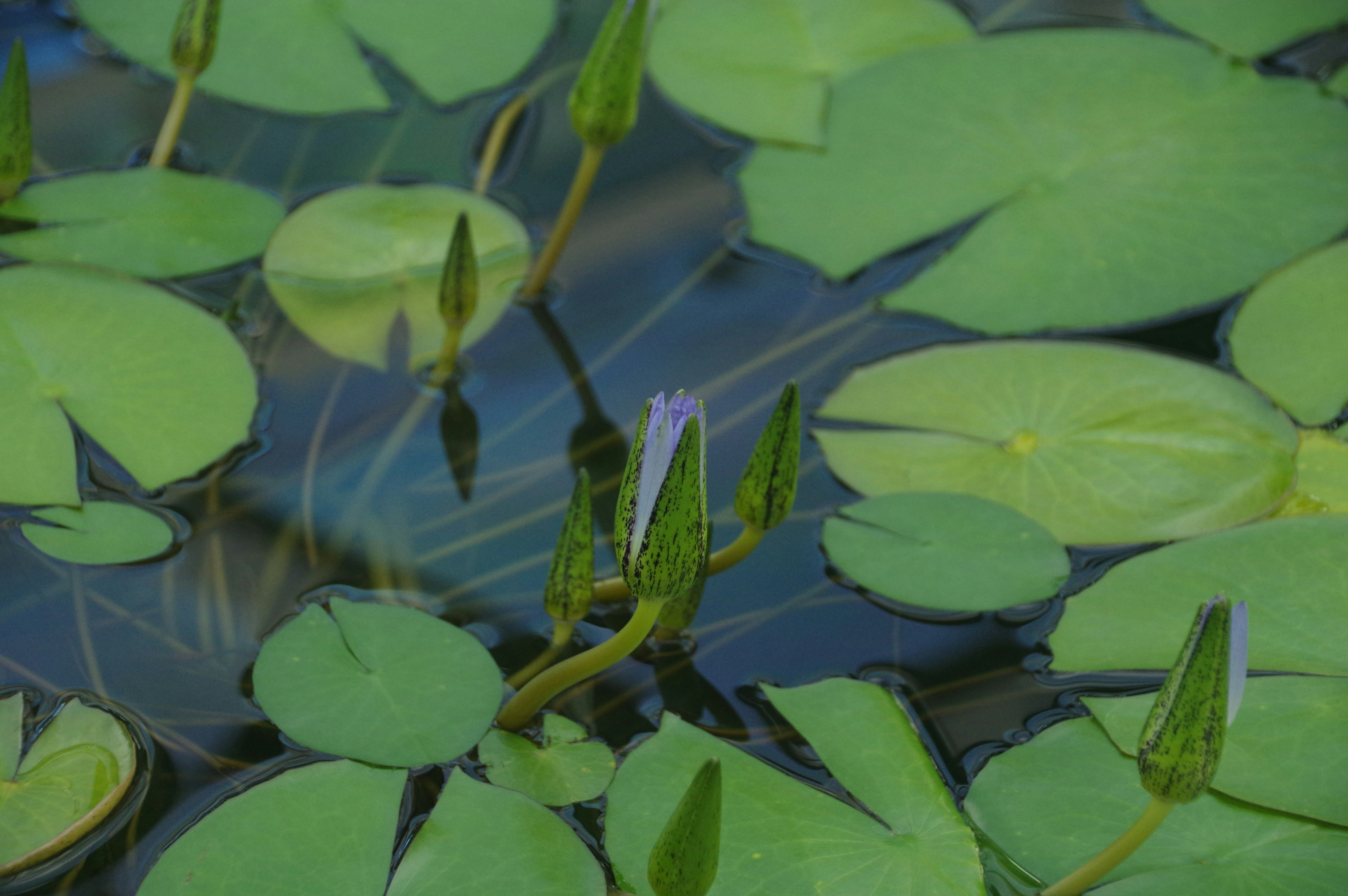 Lilypad Bloom: A Fragile Lilac Bud Reaching Above the Pond