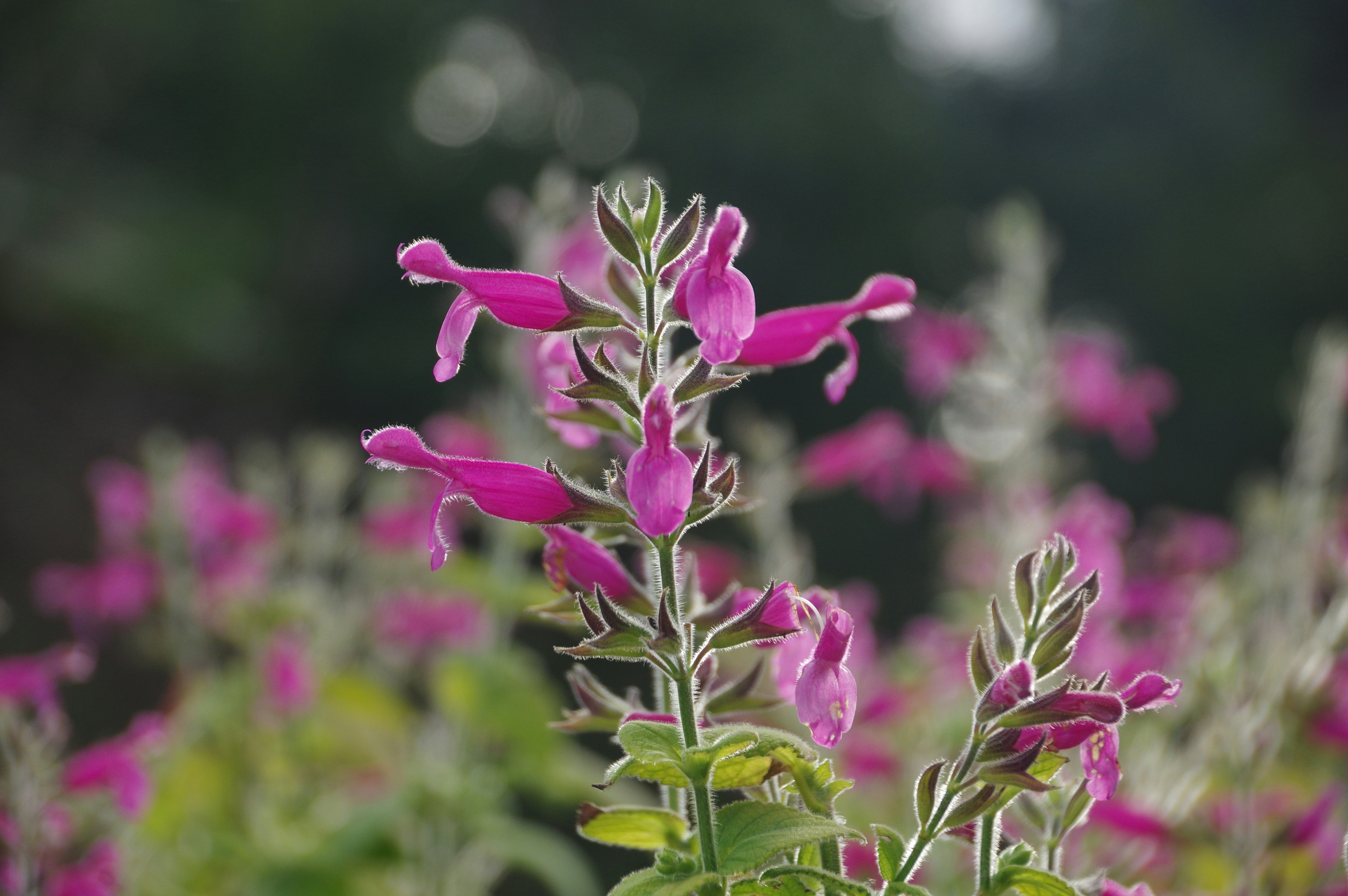 Crimson Torch: A cluster of magenta blossoms in spring bloom