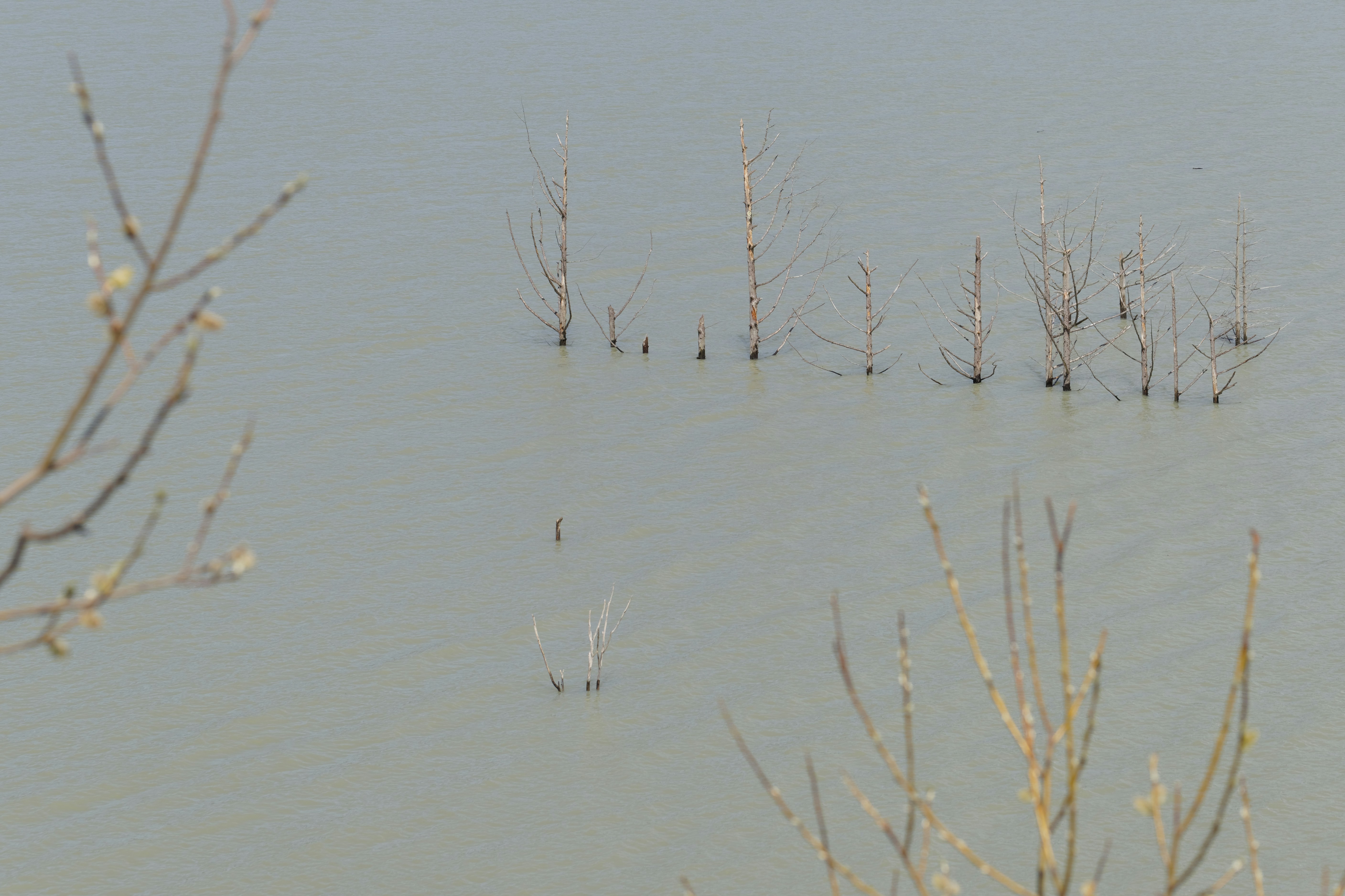 Bare, leafless trees rise from pale, still water in a tranquil wetland, with soft branches framing the scene.