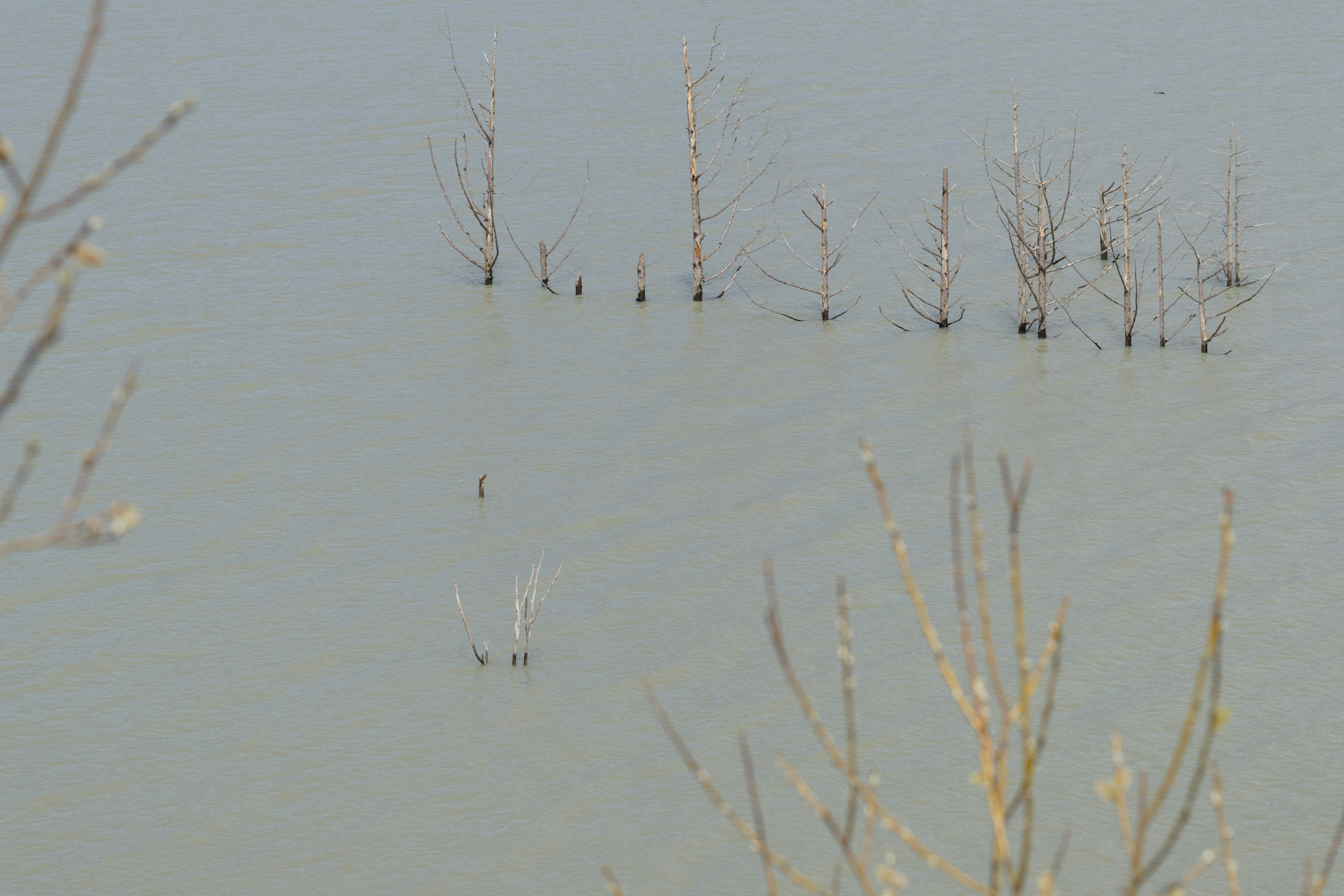 Distant, leafless trees rise from pale, still water, conveying a quiet, wintry landscape.