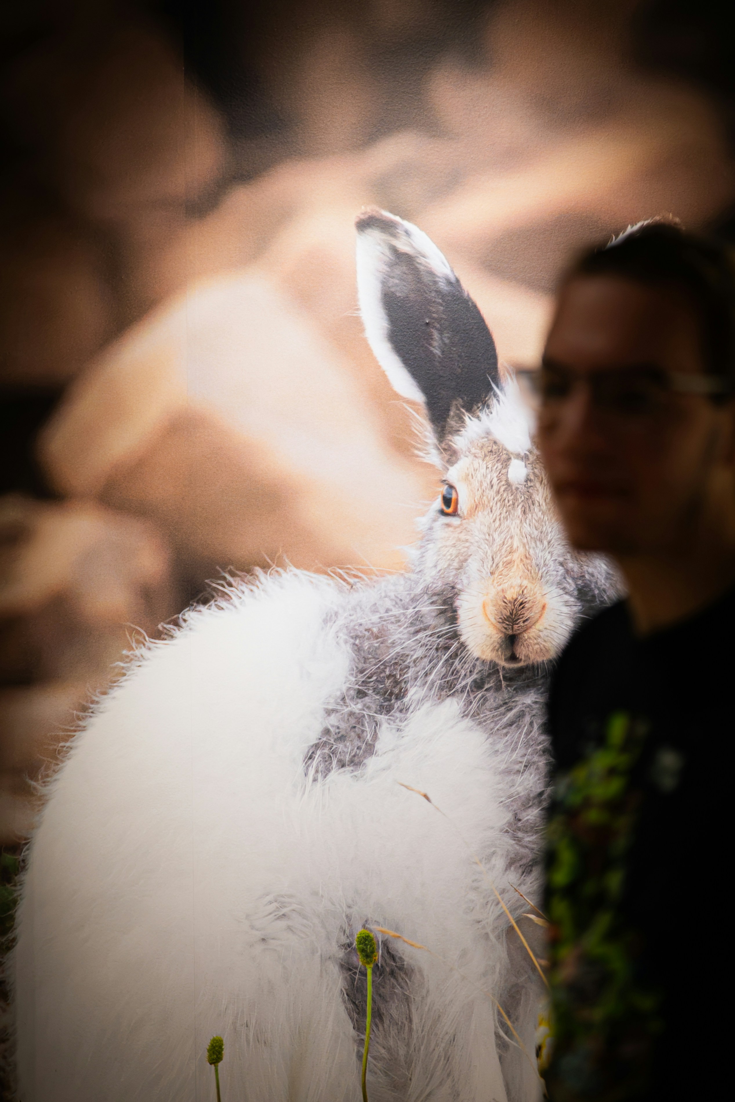 Partial Portrait of a Hare with a Human Figure in the Background
