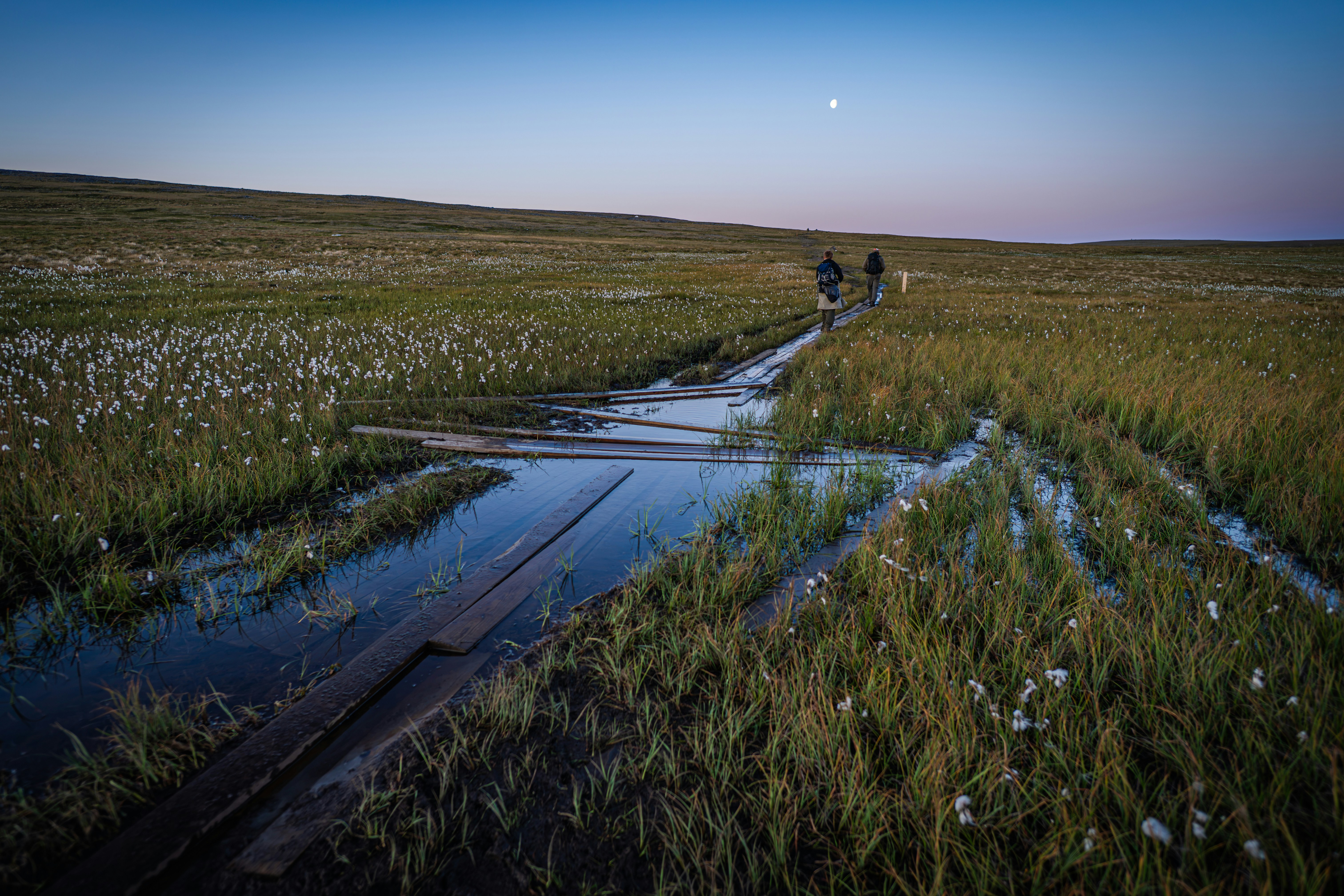 Weathered boardwalk through a windswept meadow at twilight