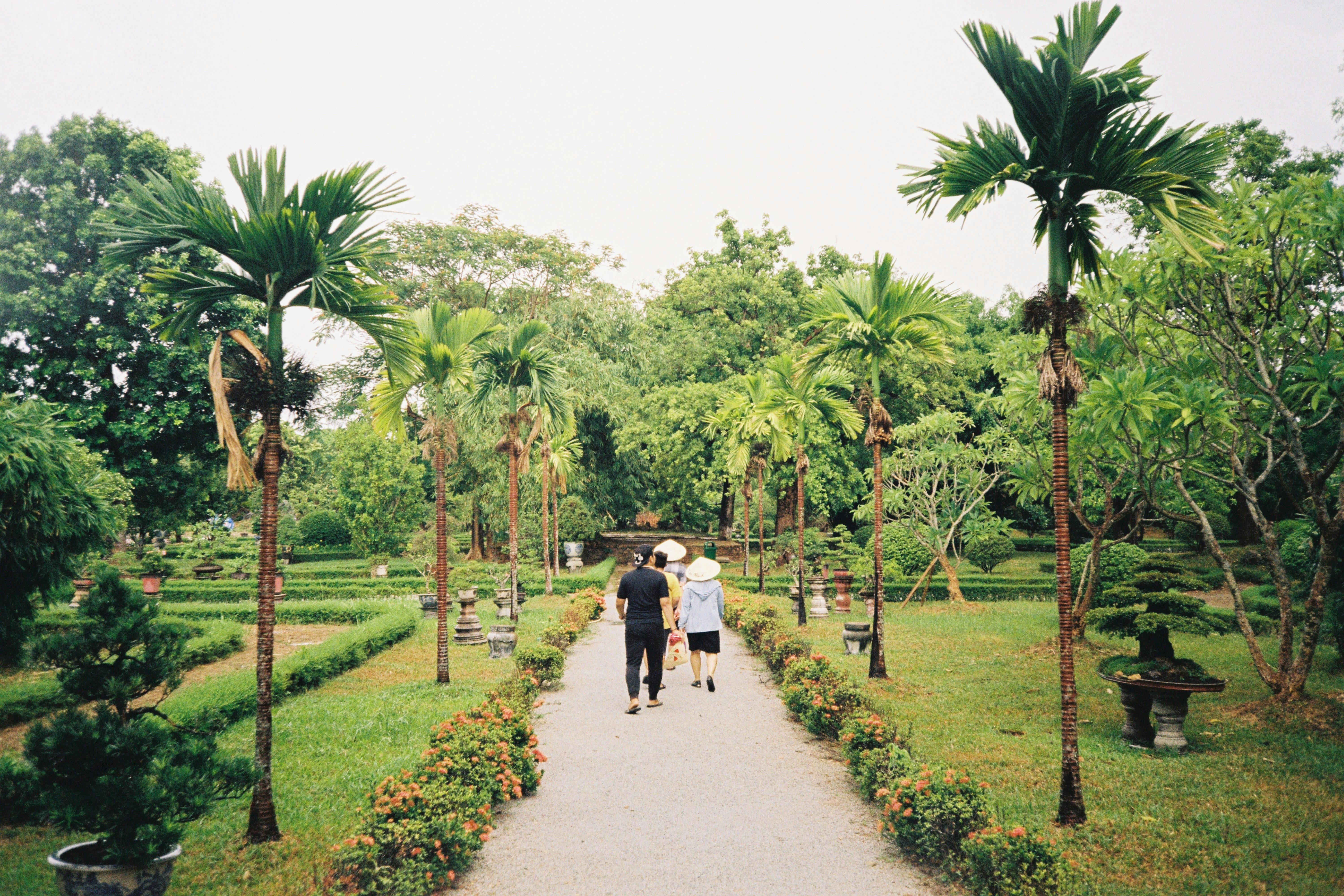 A Quiet Alley of Palm Sentinels