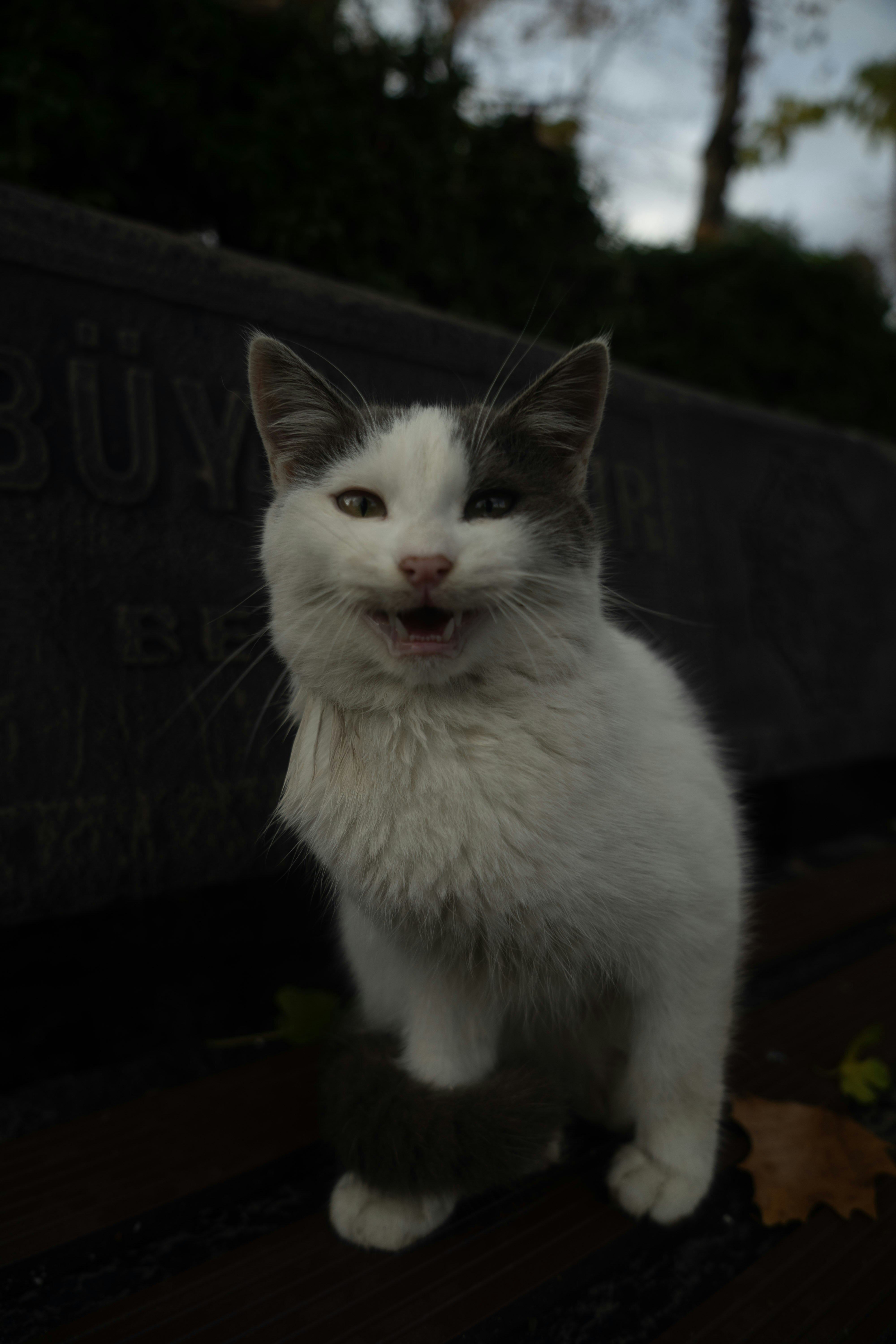 White and gray cat sits on a wooden bench with a dark background, its mouth slightly open as if meowing; background shows a stone wall and leaves on the bench.