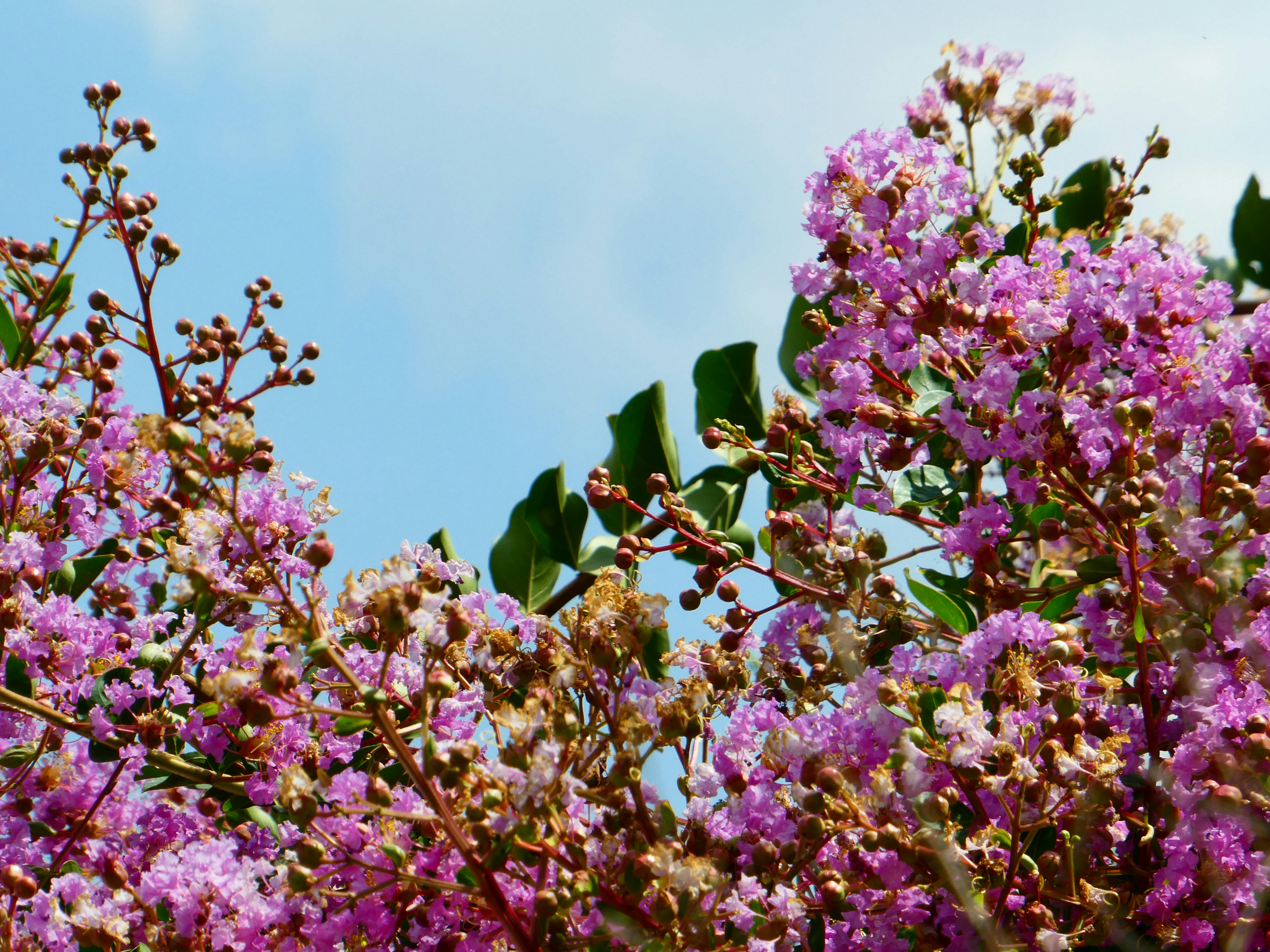 Blooming Confetti: Pink Crepe Myrtles Reaching Toward a Clear Sky