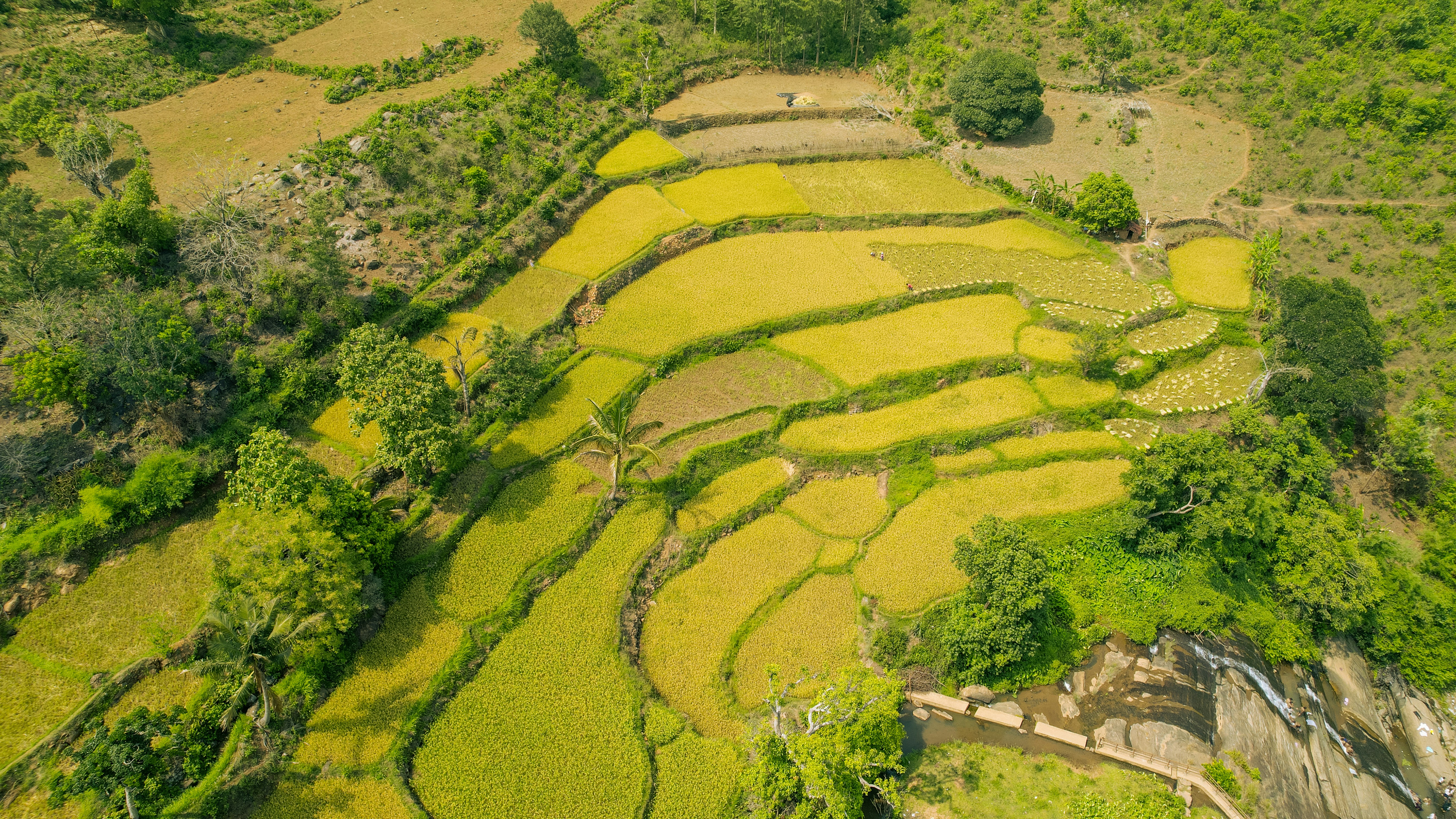 Terraced gold-green Valleys: Aerial Harmony of Rice Fields