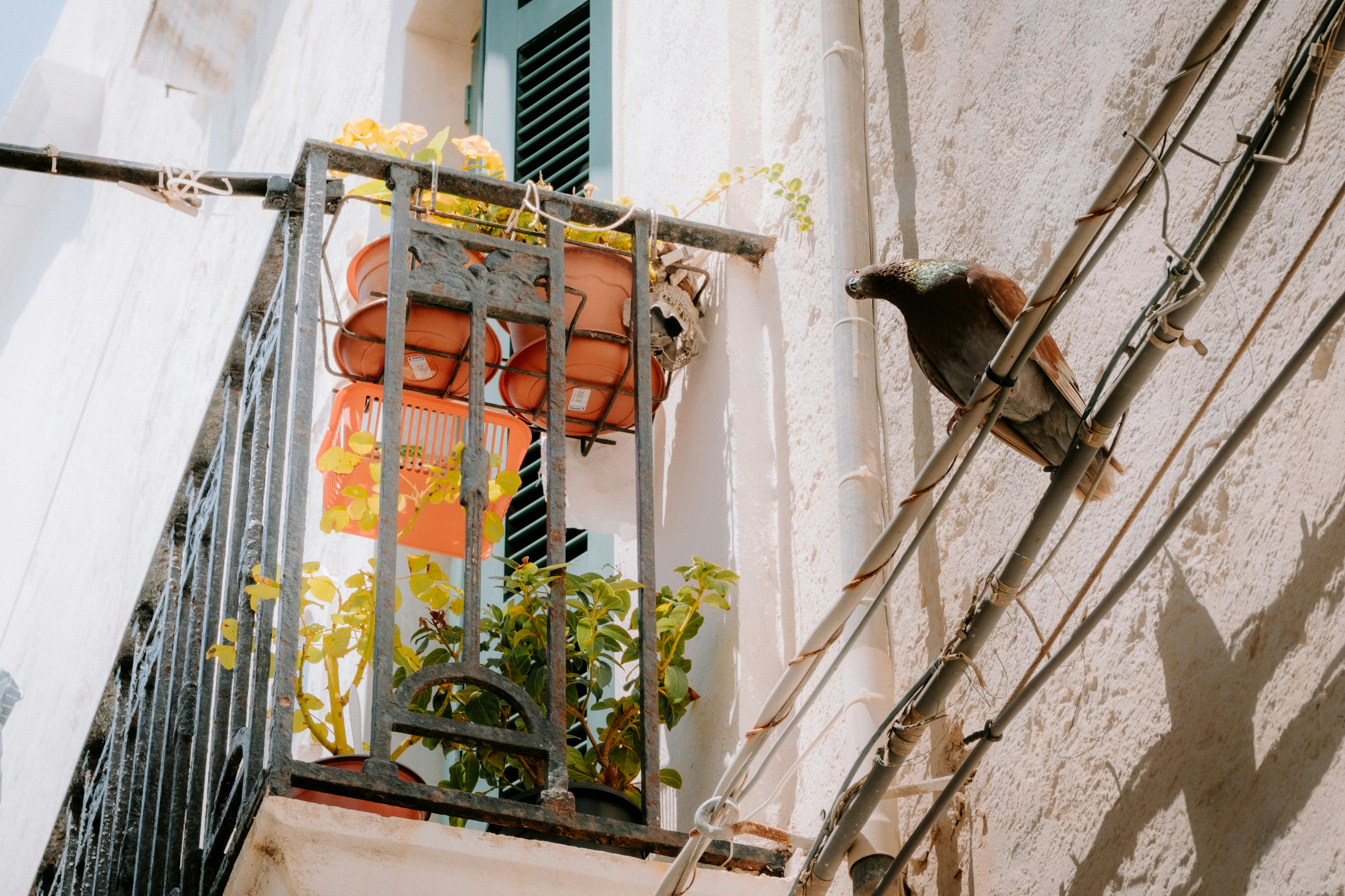 Balcony Overlook with Potted Plants and Weathered Facade
